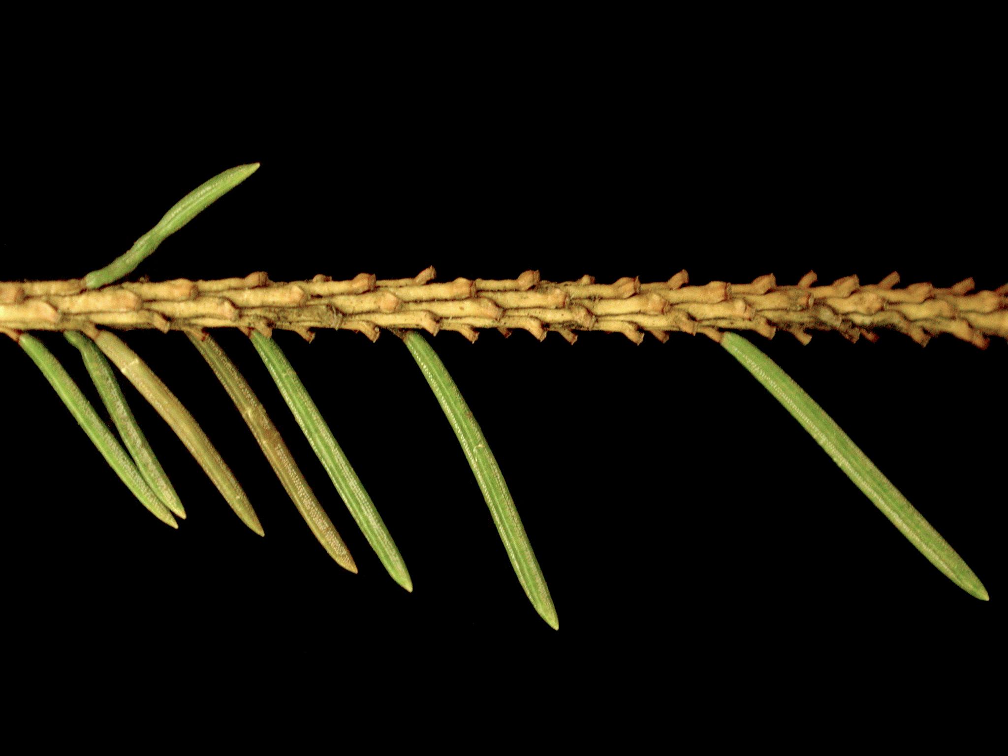 IRIIS phytoprotection - Fiche technique, Maladie Rouge - Épinettes