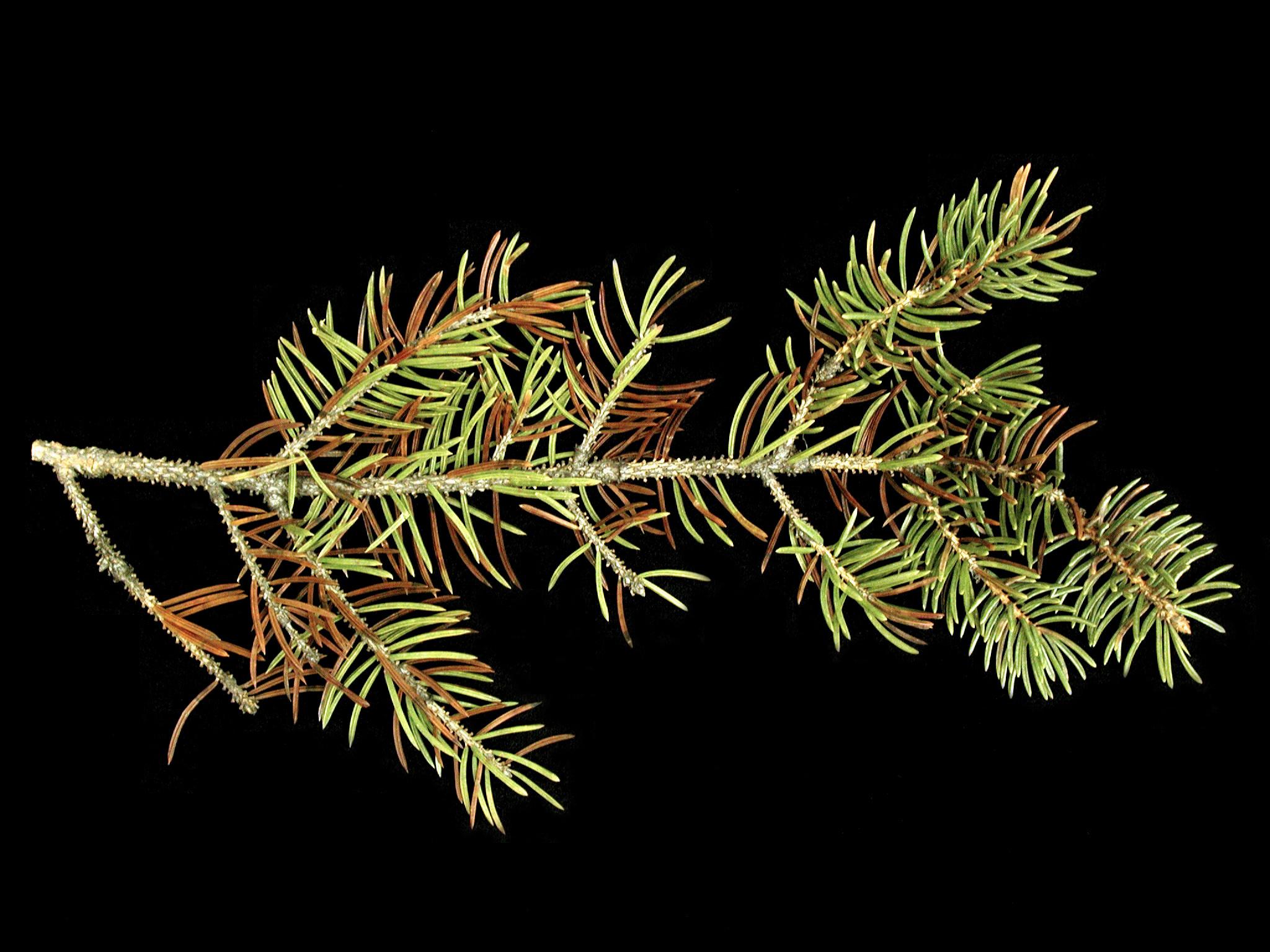 IRIIS phytoprotection - Fiche technique, Maladie Rouge - Épinettes