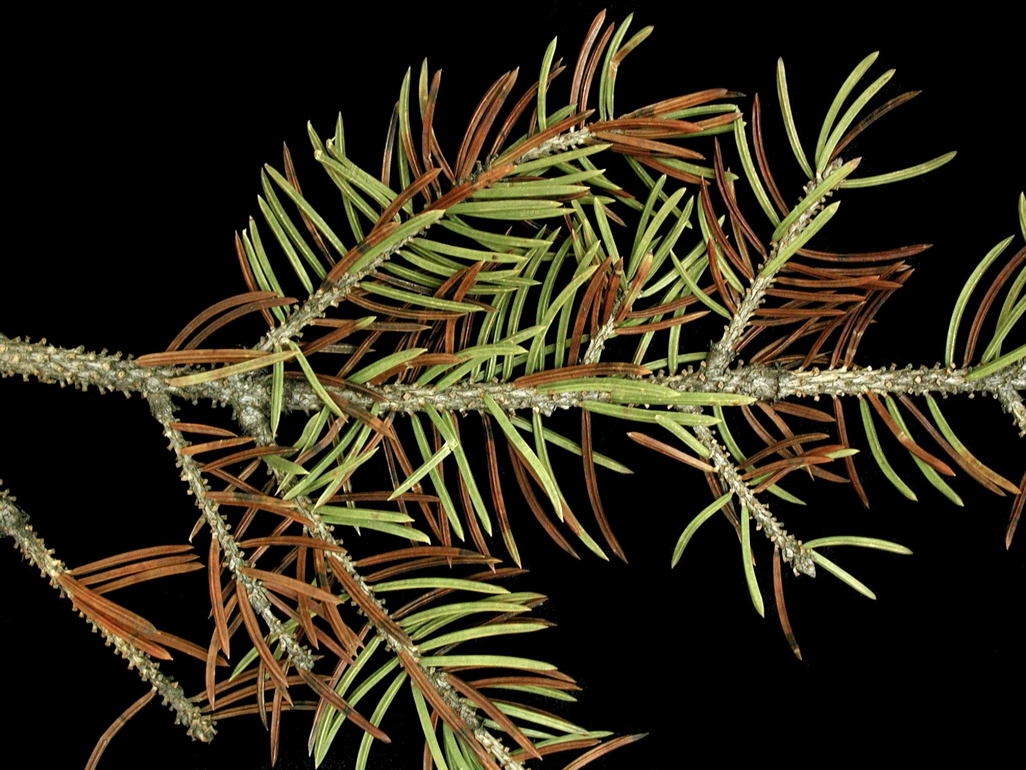 IRIIS phytoprotection - Fiche technique, Maladie Rouge - Épinettes