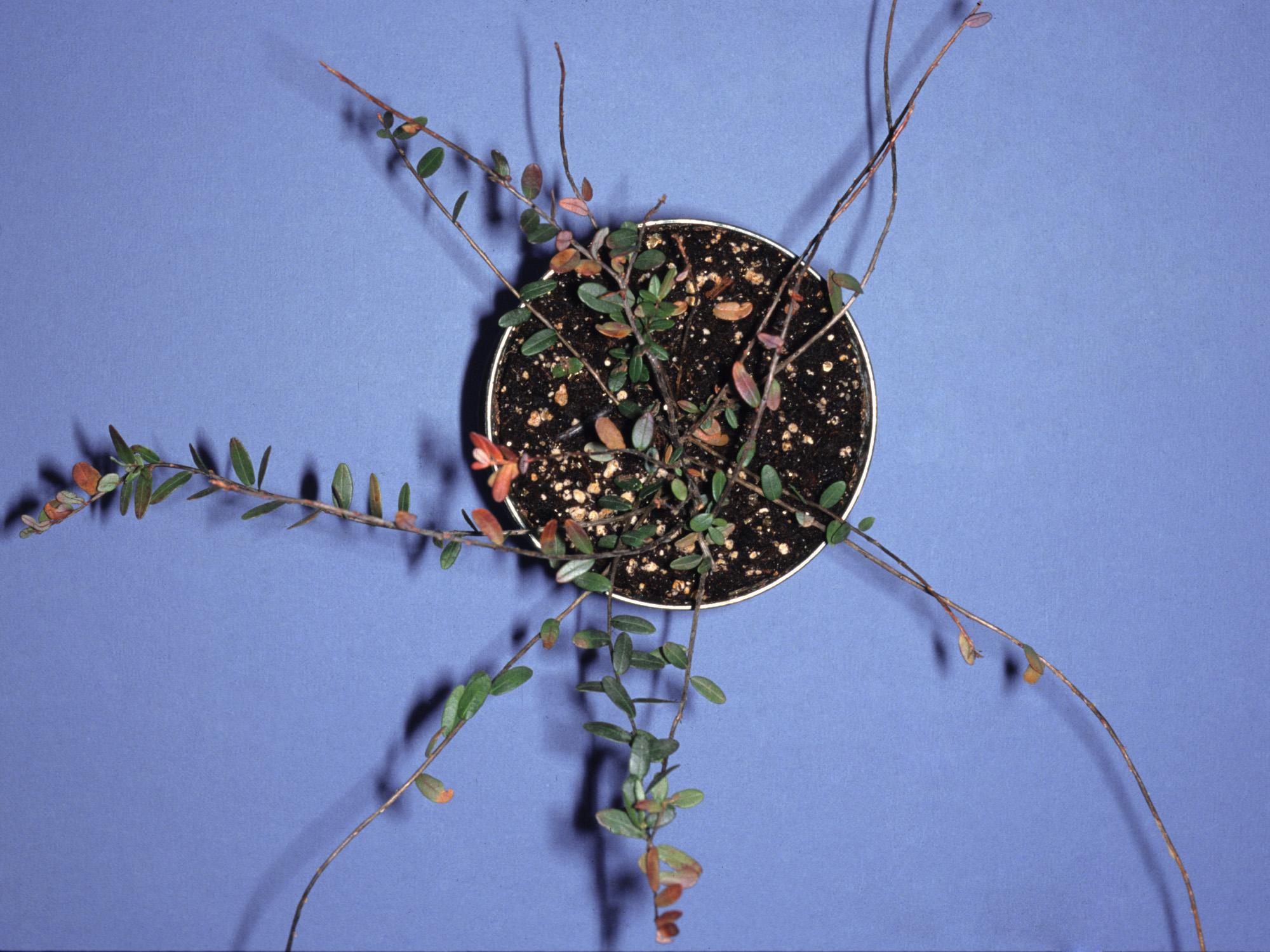 IRIIS phytoprotection - Fiche technique, Dessiccation printanière ...