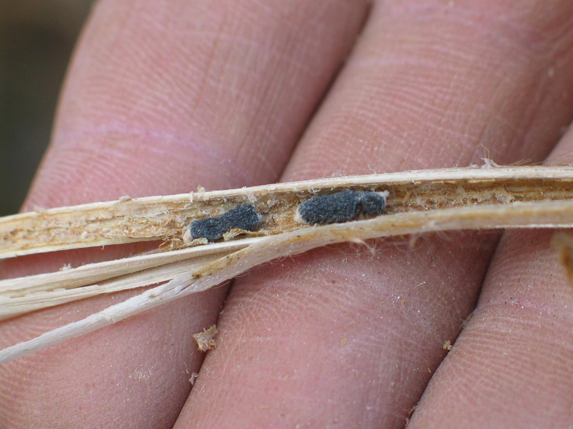 IRIIS phytoprotection - Fiche technique, Maladie Pourriture sclérotique ...