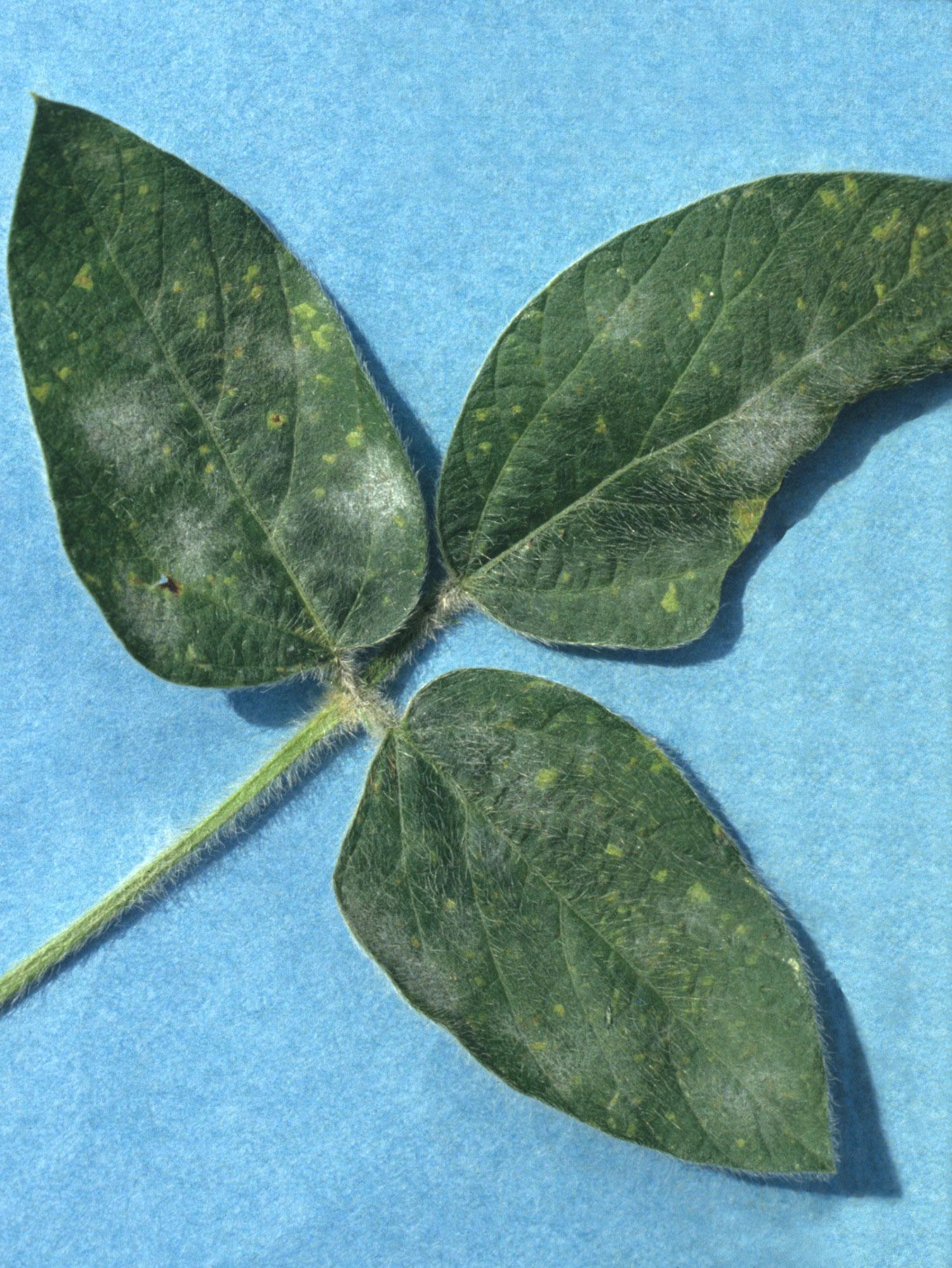 IRIIS phytoprotection - Fiche technique, Maladie Blanc (syn. Oïdium) - Soya