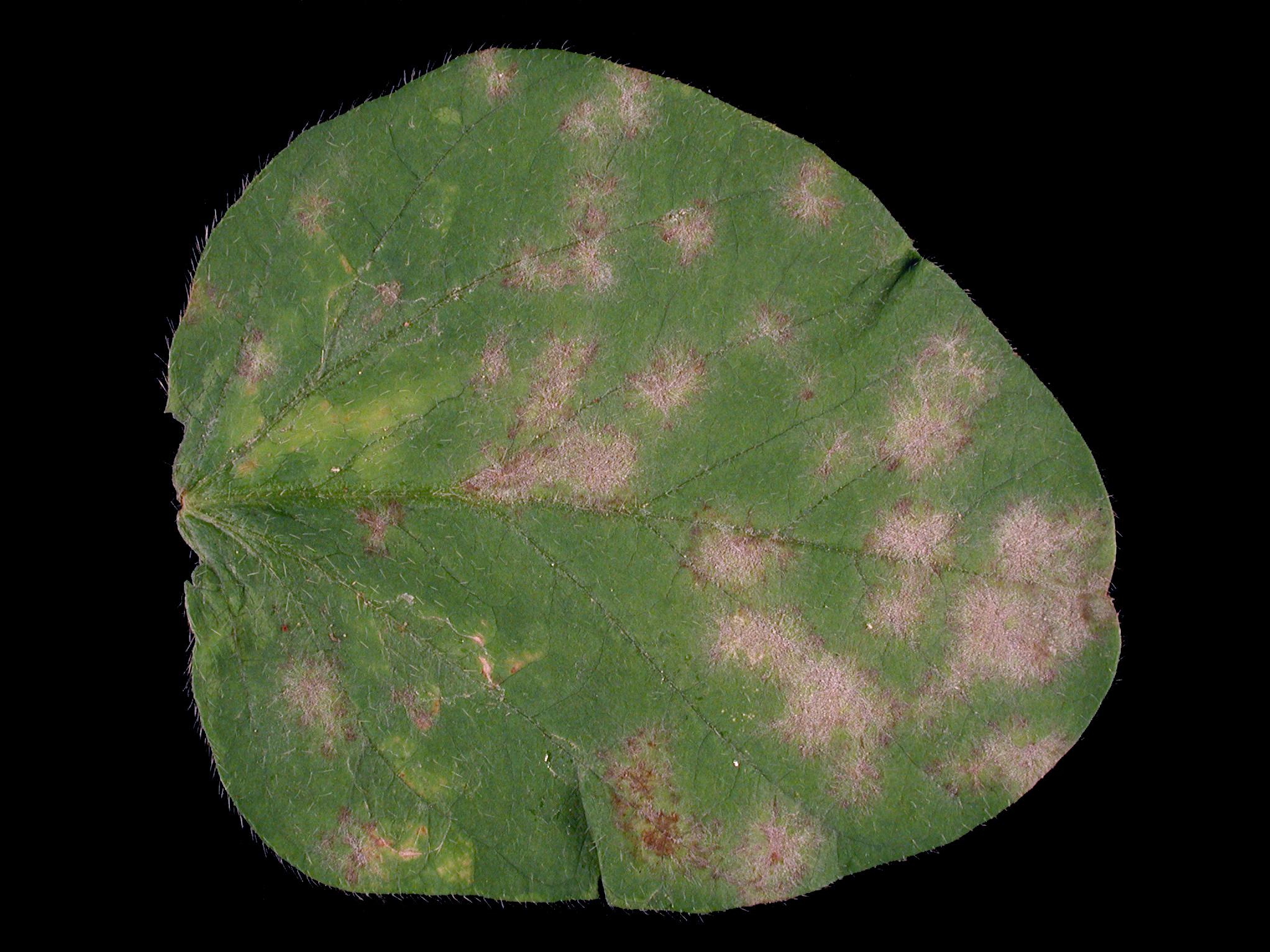 IRIIS phytoprotection - Fiche technique, Maladie Blanc (syn. Oïdium) - Soya