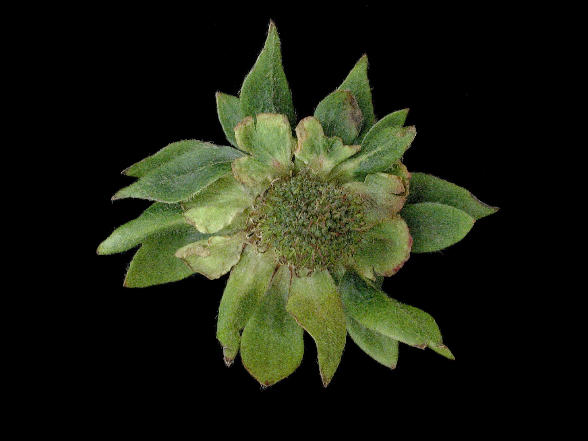 IRIIS phytoprotection - Fiche technique, Phytoplasme de la phyllodie du ...