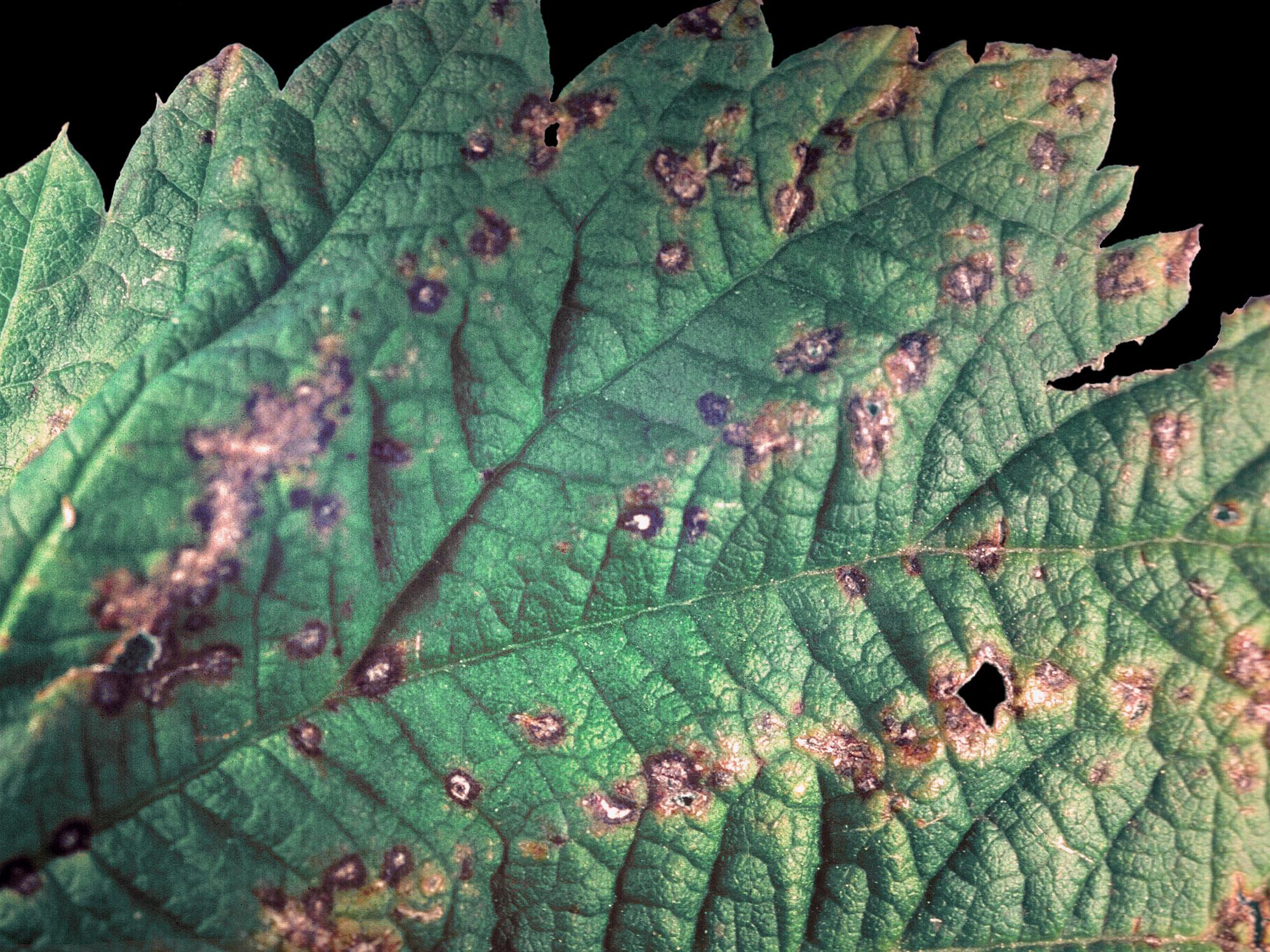 IRIIS phytoprotection - Fiche technique, Maladie Anthracnose - Framboise
