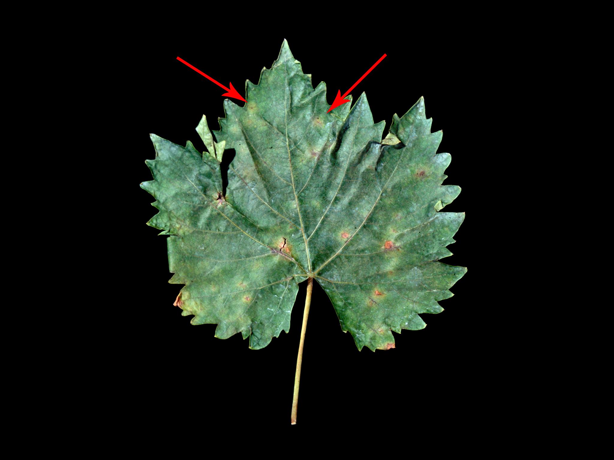 IRIIS phytoprotection - Fiche technique, Maladie Blanc (syn. Oïdium ...