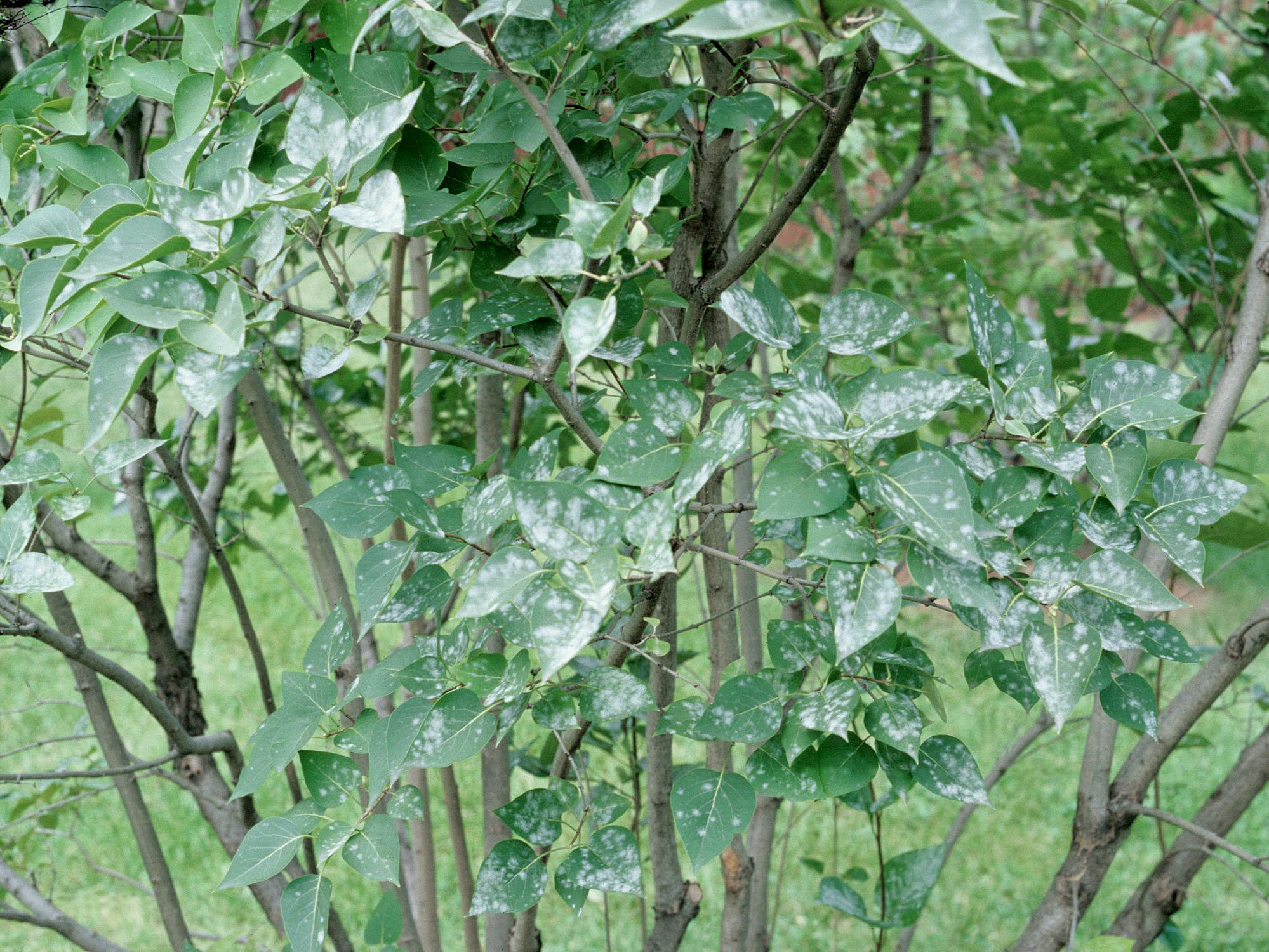 IRIIS phytoprotection - Fiche technique, Maladie Blanc (syn. Oïdium ...