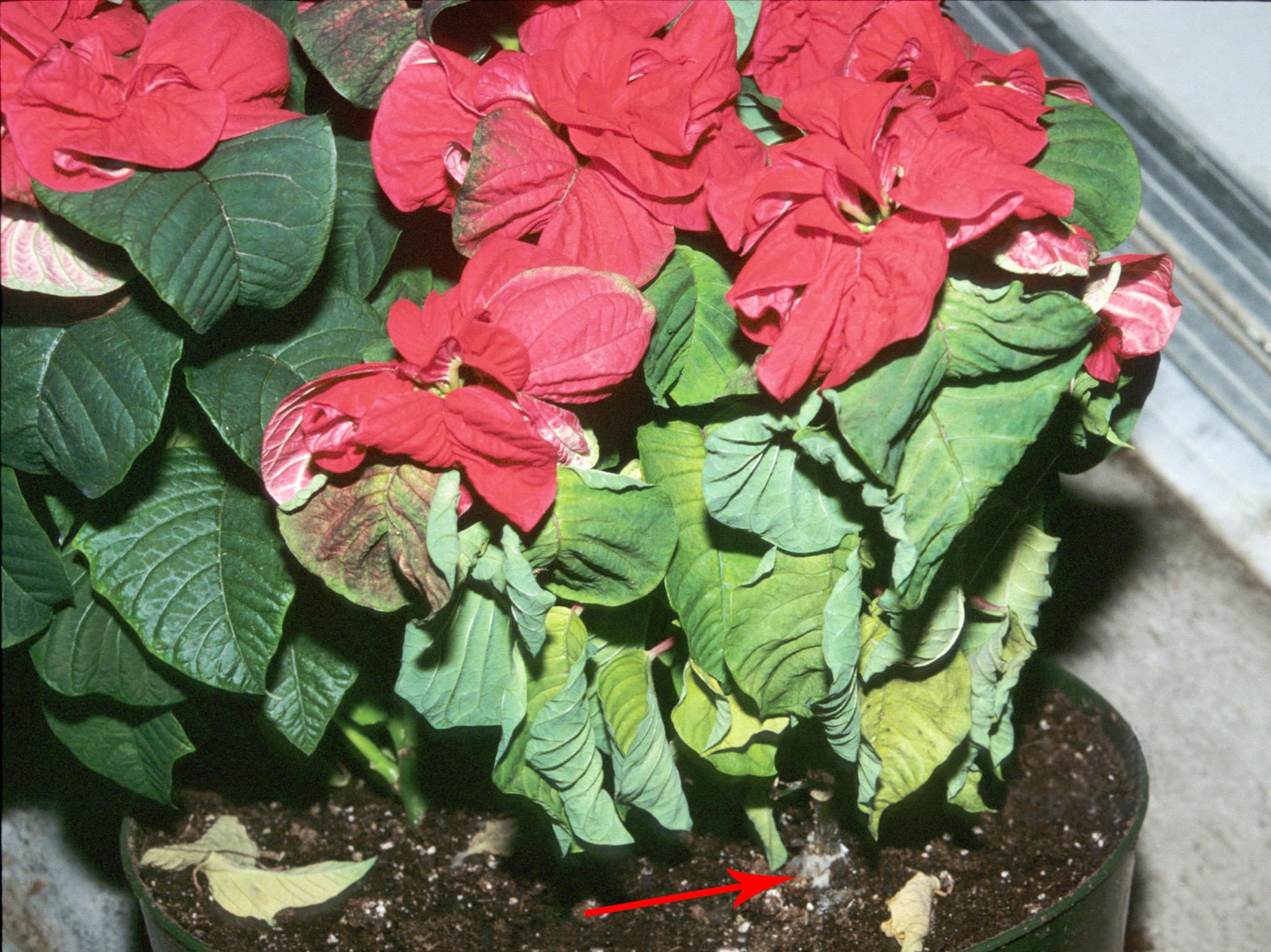 IRIIS phytoprotection - Fiche technique, Maladie Moisissure grise (syn ...