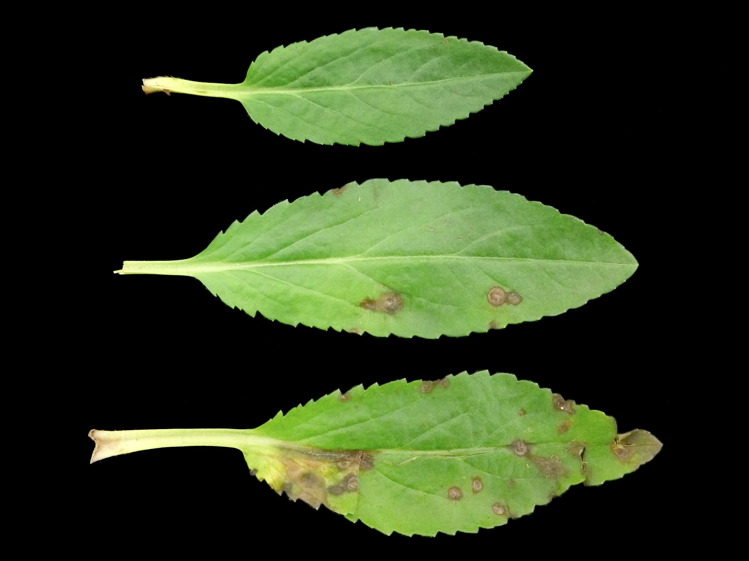 IRIIS phytoprotection - Fiche technique, Maladie Rouille - Véroniques