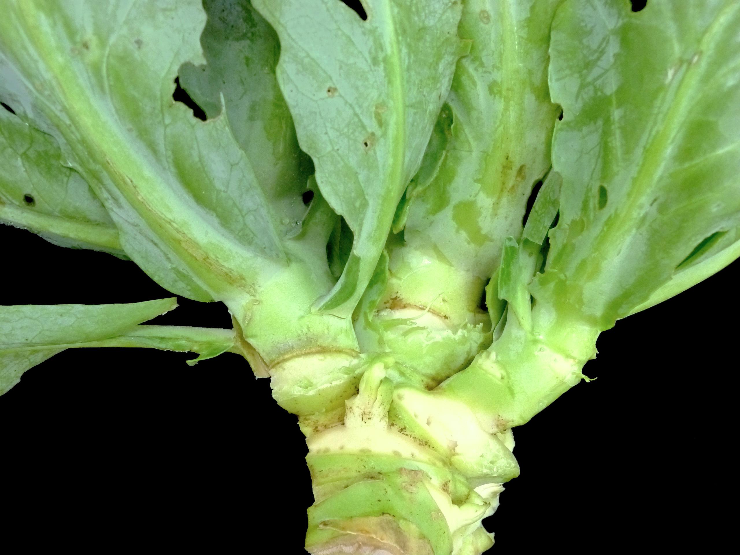 IRIIS phytoprotection - Fiche technique, Phytoplasme de la jaunisse de l'aster - Chou pommé