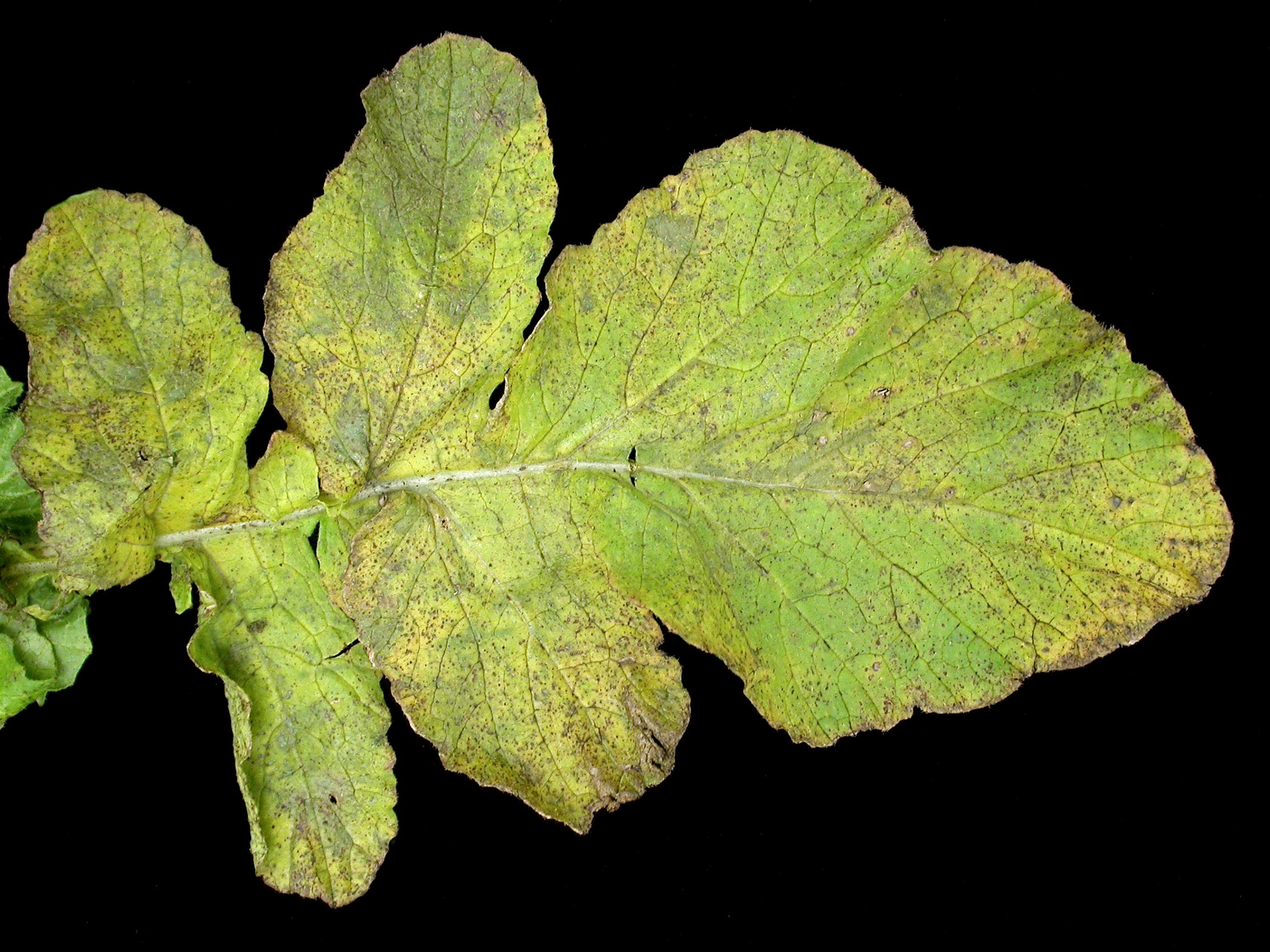 IRIIS phytoprotection - Fiche technique, Maladie Moucheture bactérienne ...