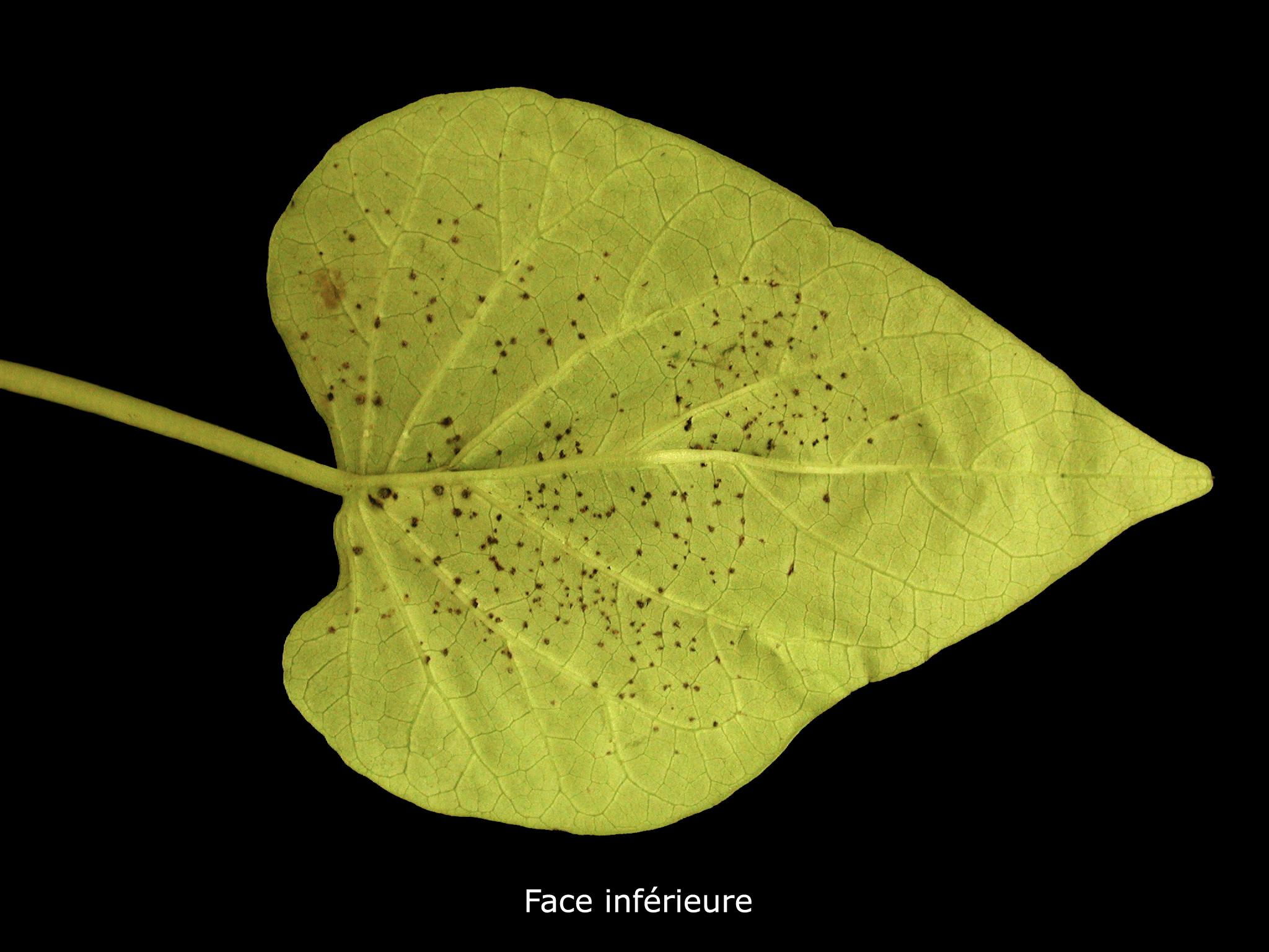 IRIIS phytoprotection - Fiche technique, Intumescence (oedème) - Ipomées