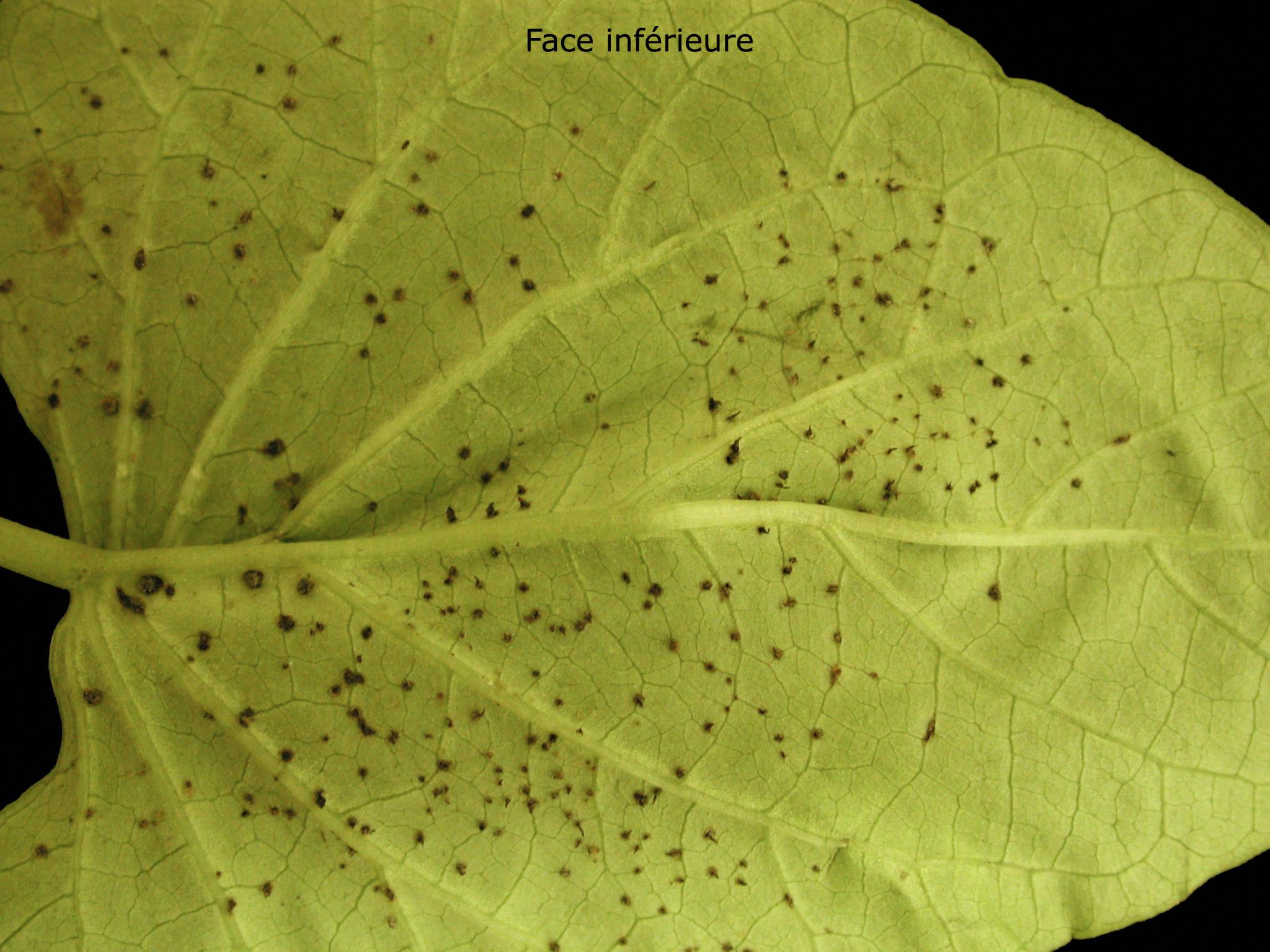 IRIIS phytoprotection - Fiche technique, Intumescence (oedème) - Ipomées