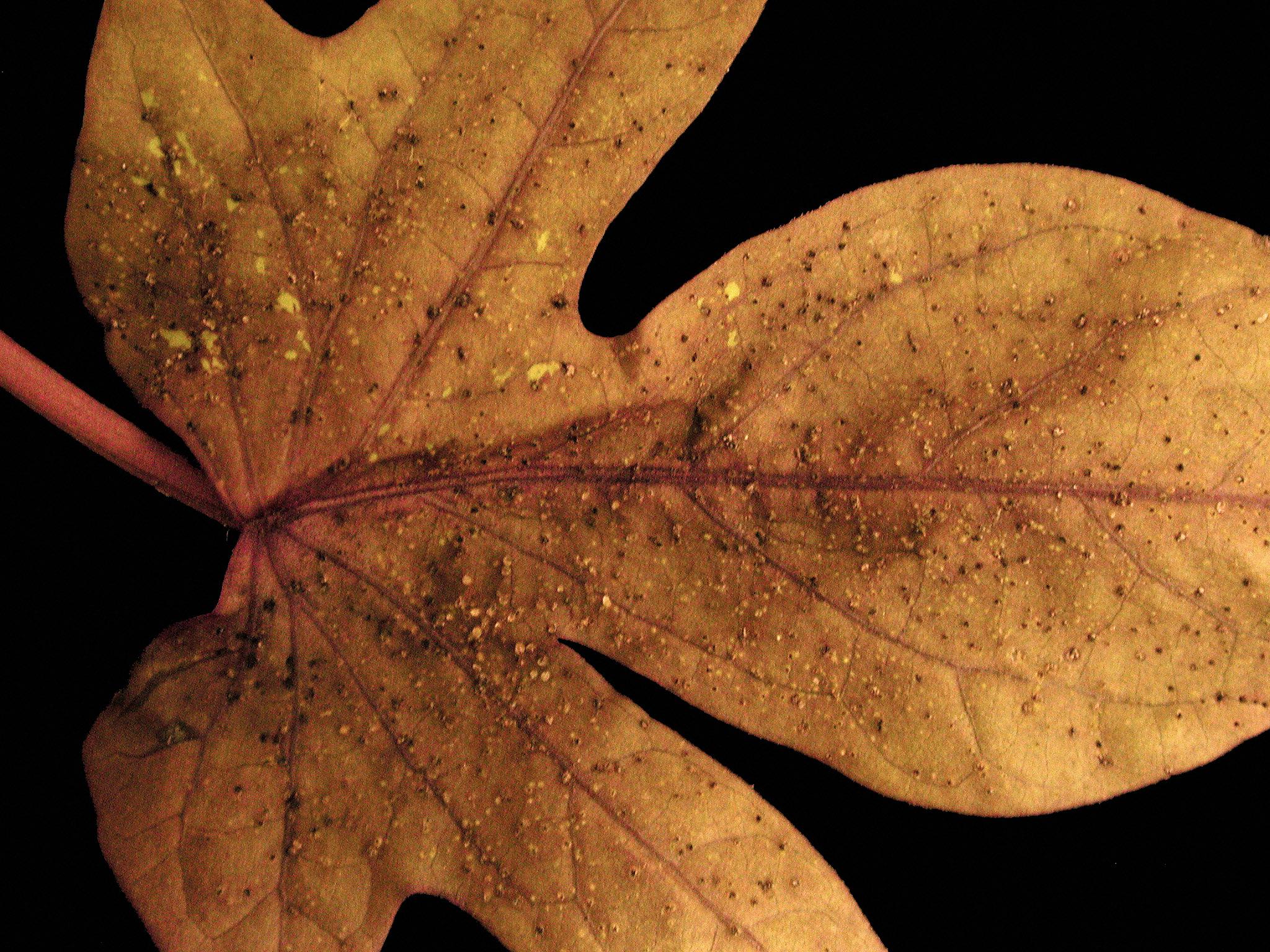 IRIIS phytoprotection - Fiche technique, Intumescence (oedème) - Ipomées