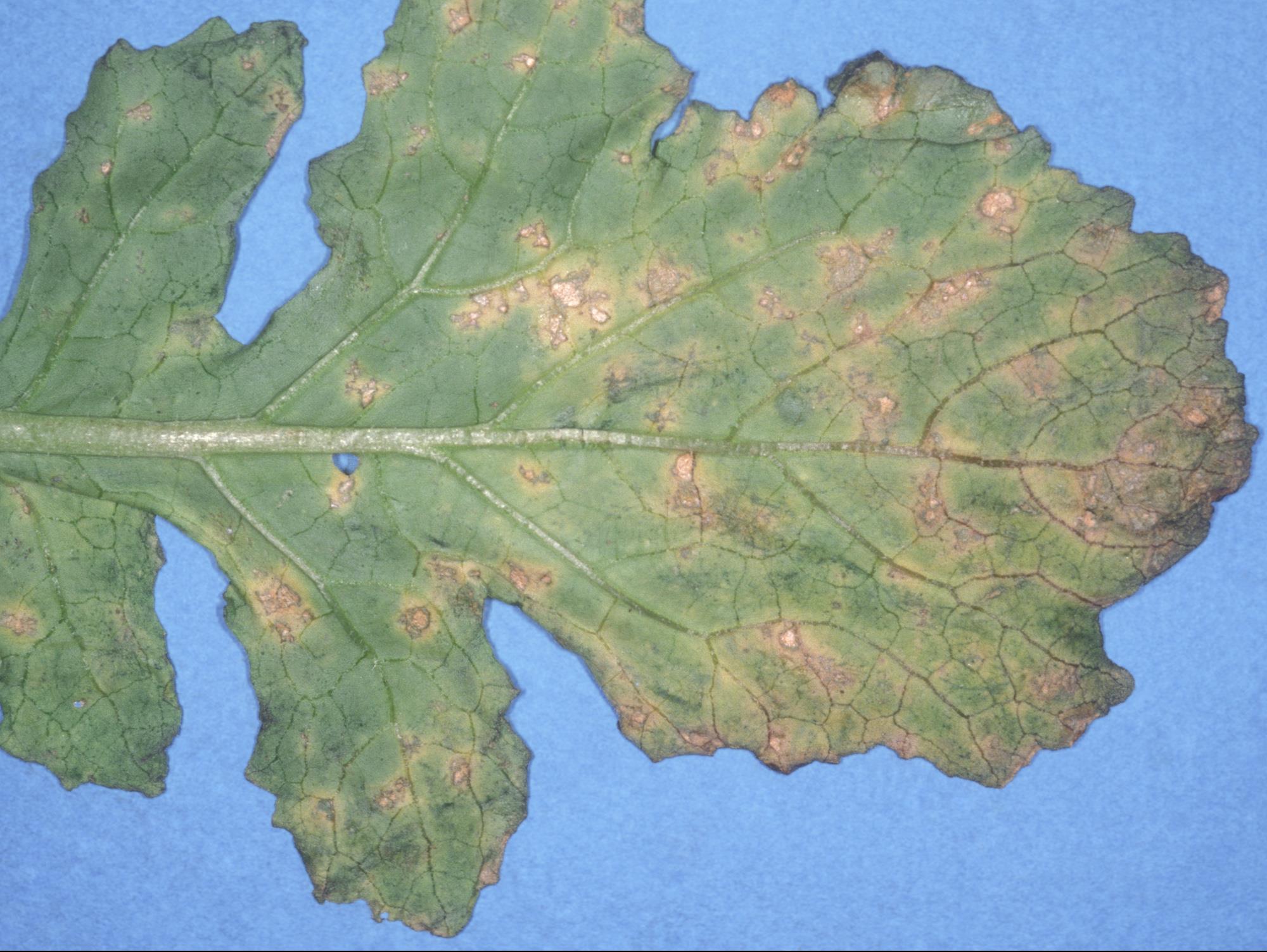 IRIIS phytoprotection - Fiche technique, Maladie Mildiou - Navet