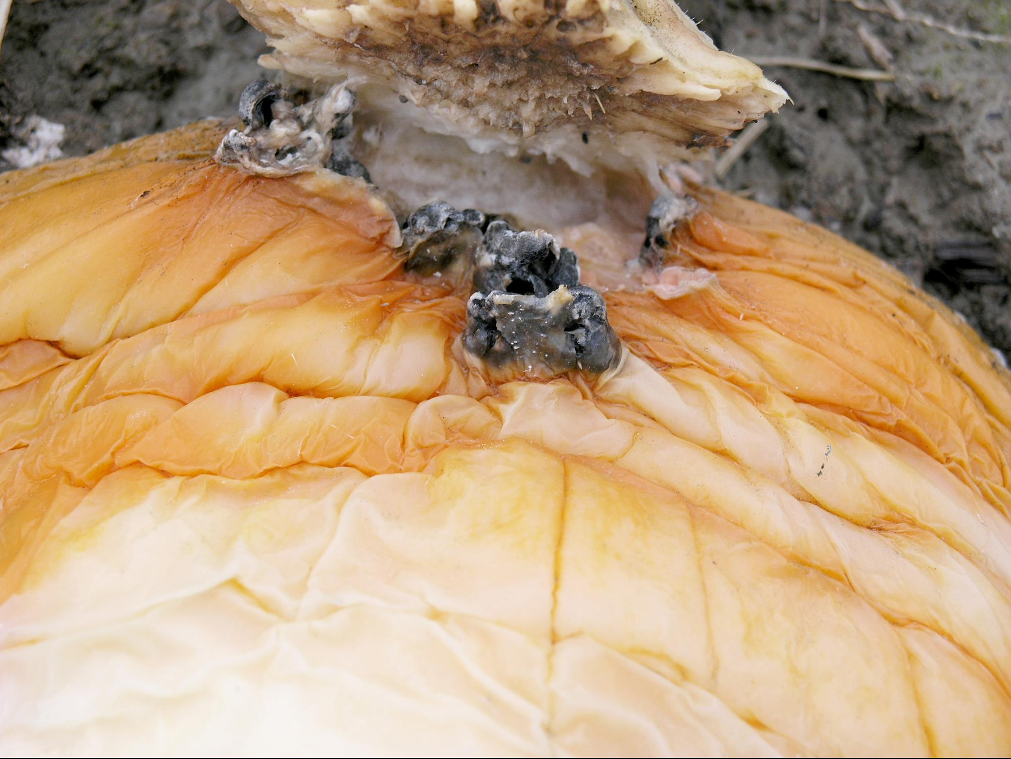 IRIIS phytoprotection - Fiche technique, Maladie Pourriture sclérotique ...