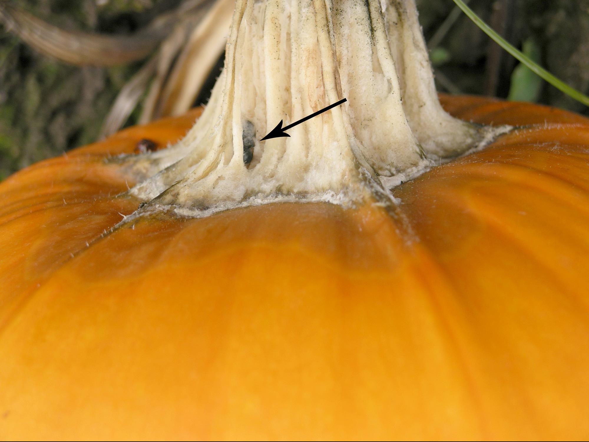 IRIIS phytoprotection - Fiche technique, Maladie Pourriture sclérotique ...