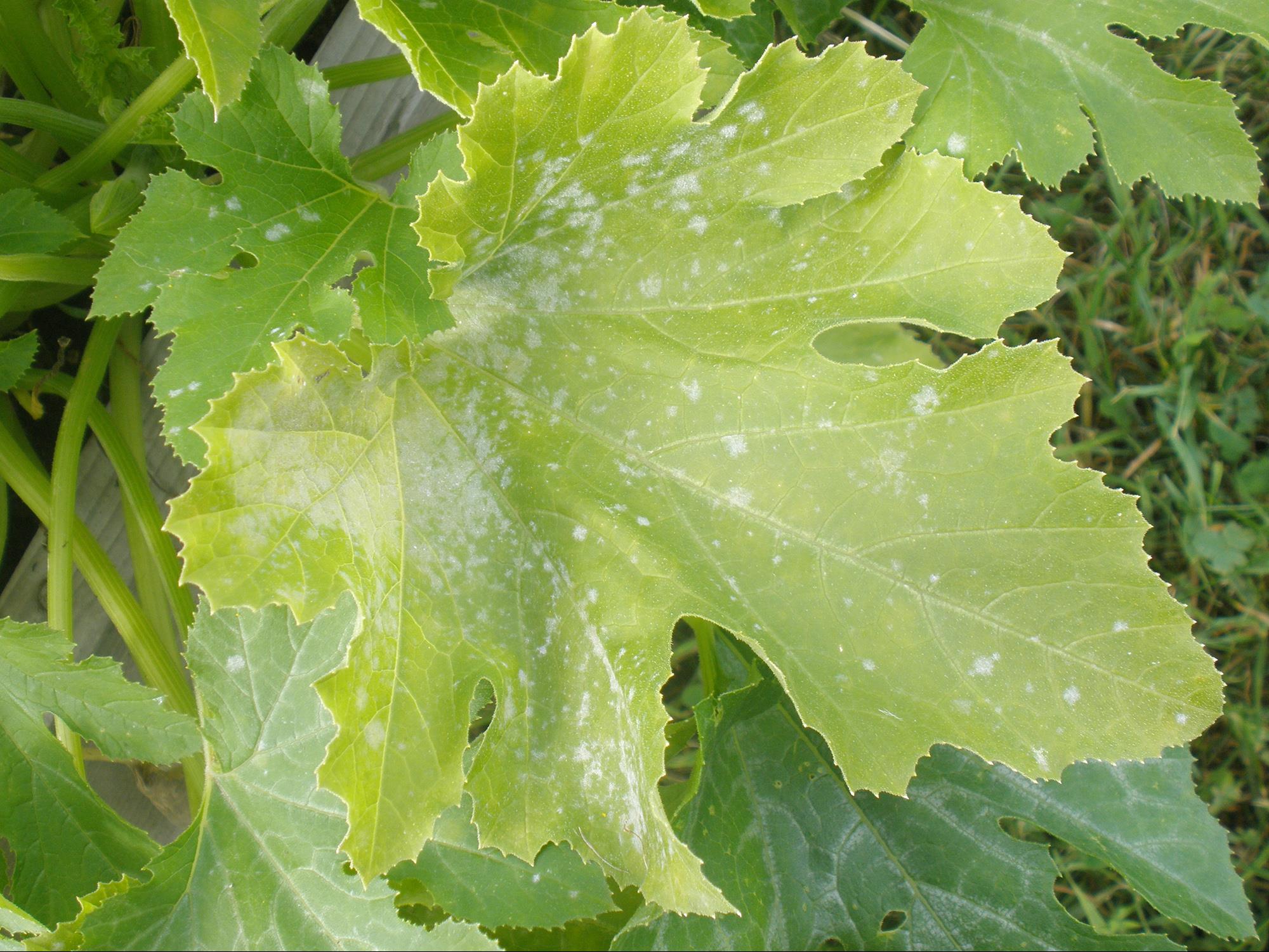 IRIIS phytoprotection - Fiche technique, Maladie Blanc (syn. Oïdium ...