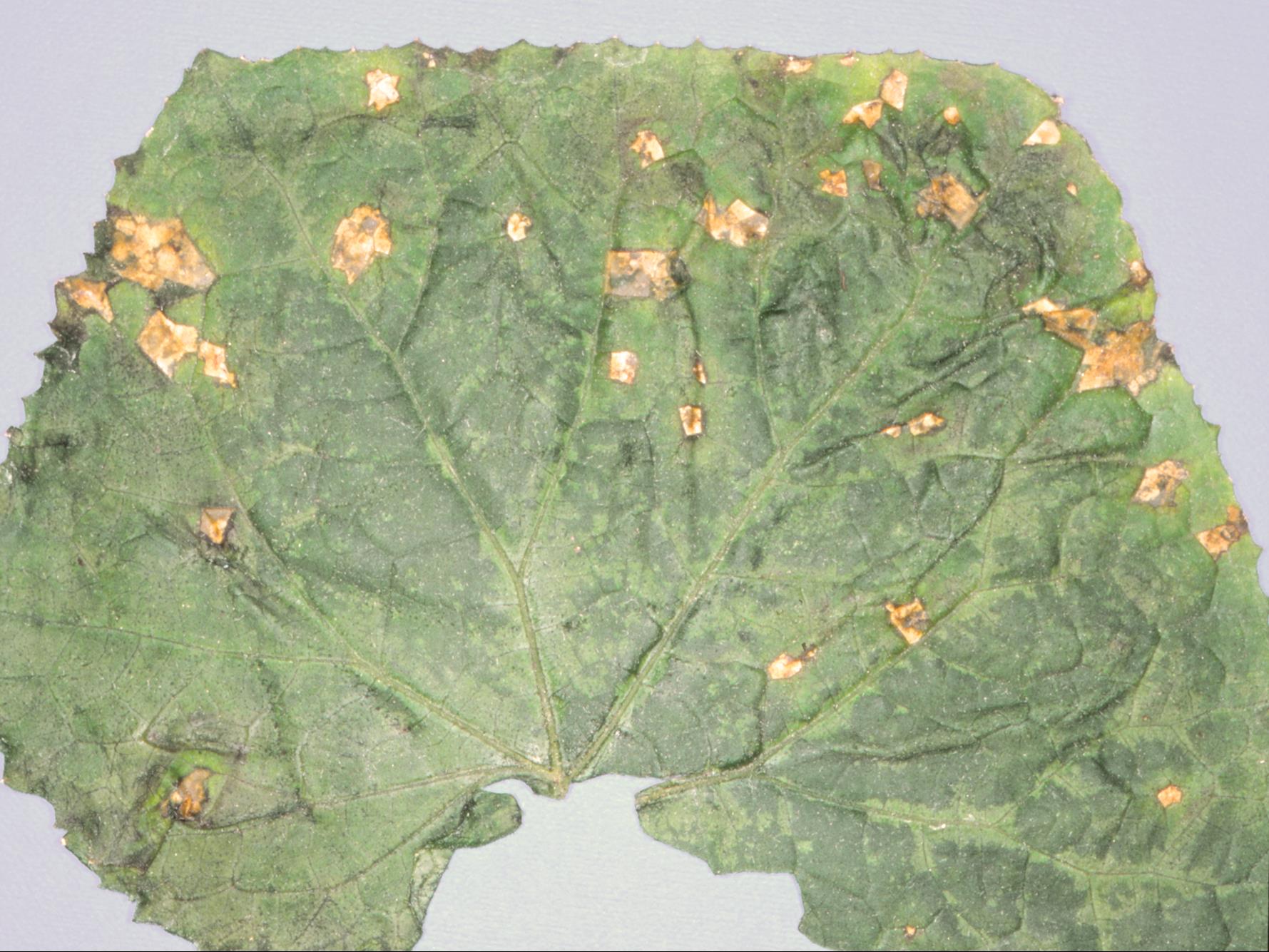 IRIIS phytoprotection - Fiche technique, Maladie Tache angulaire (syn ...