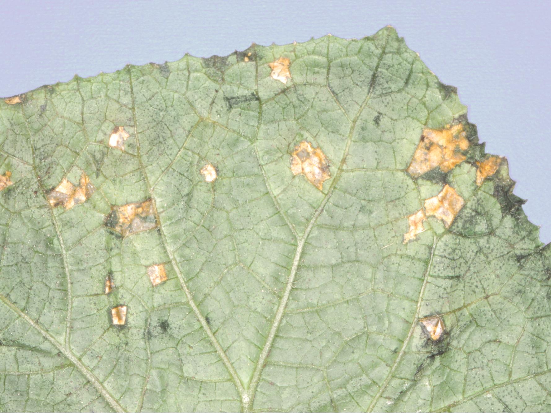 IRIIS phytoprotection - Fiche technique, Maladie Tache angulaire (syn ...