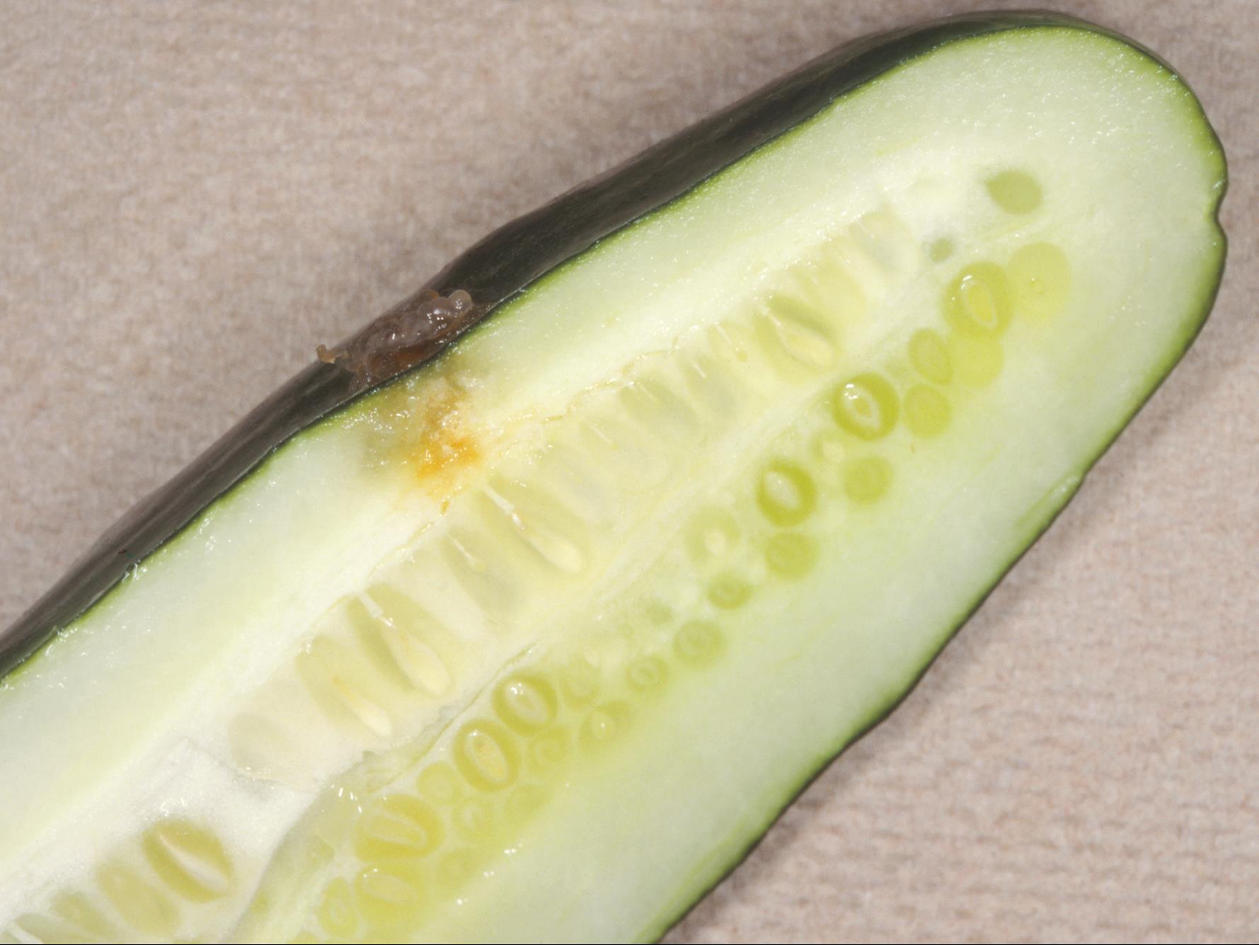 IRIIS phytoprotection - Fiche technique, Maladie Tache angulaire (syn ...