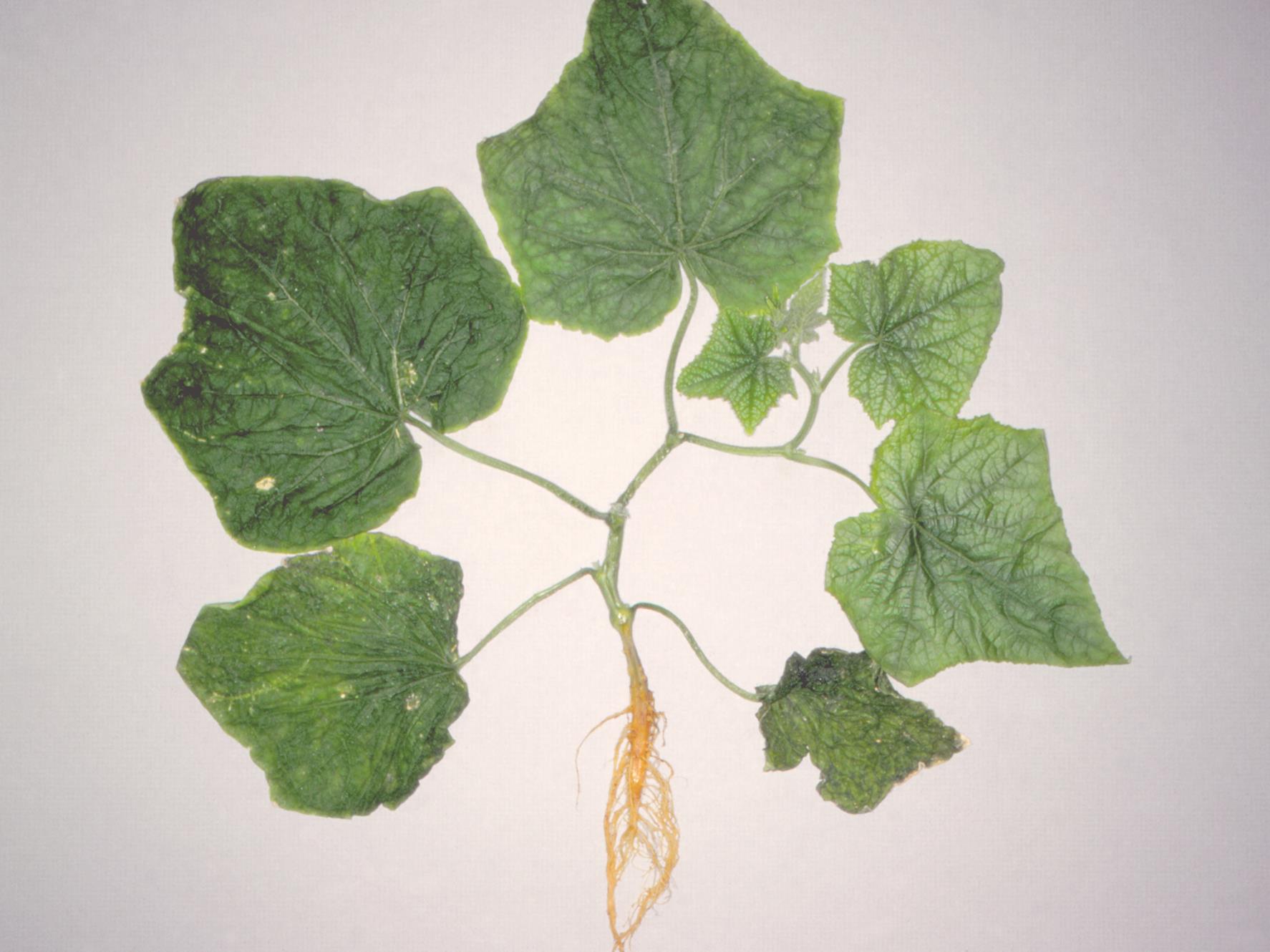 IRIIS phytoprotection - Fiche technique, Maladie Pourriture des racines ...