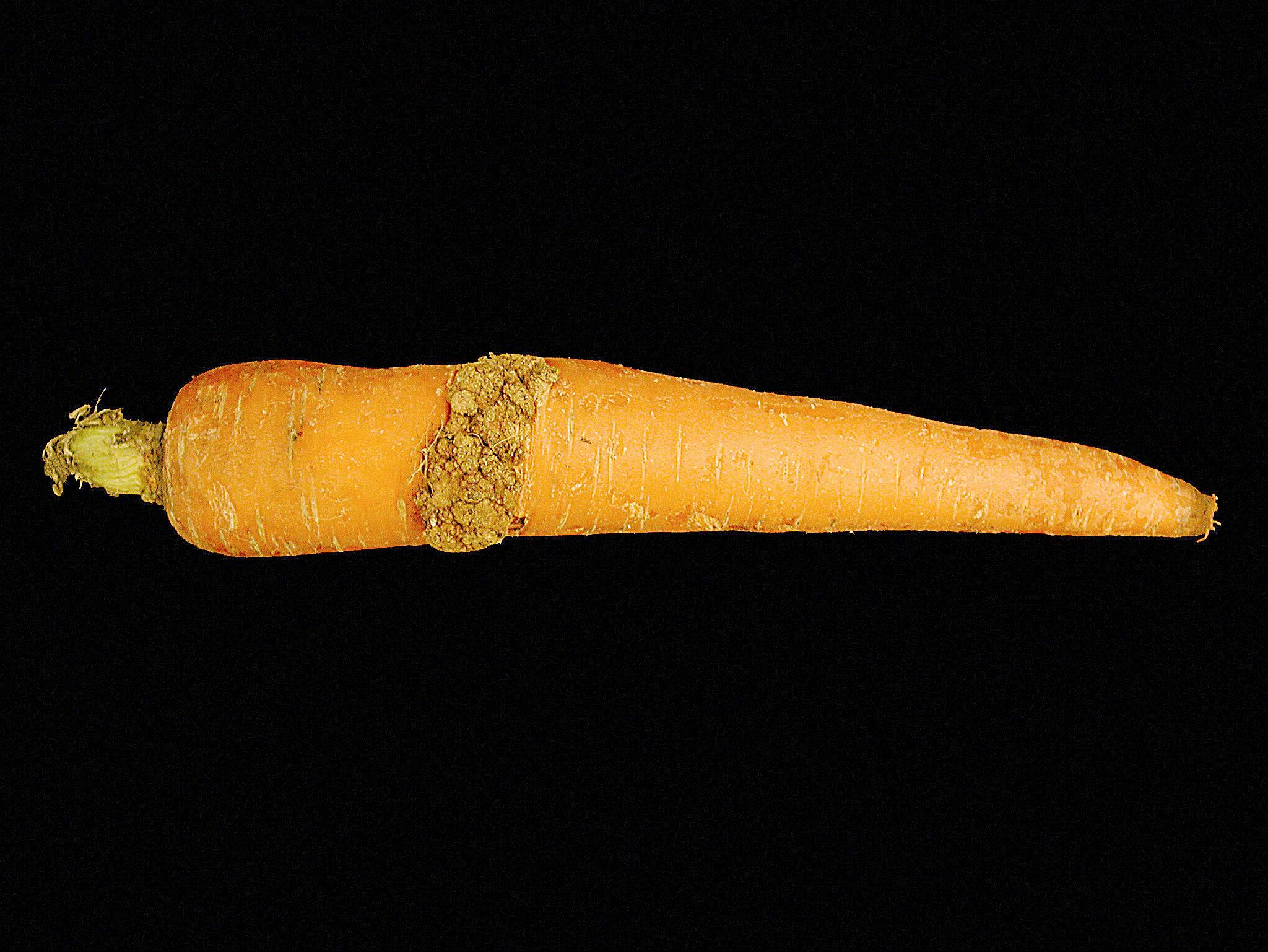 IRIIS phytoprotection - Fiche technique, Maladie Tumeur du collet - Carotte