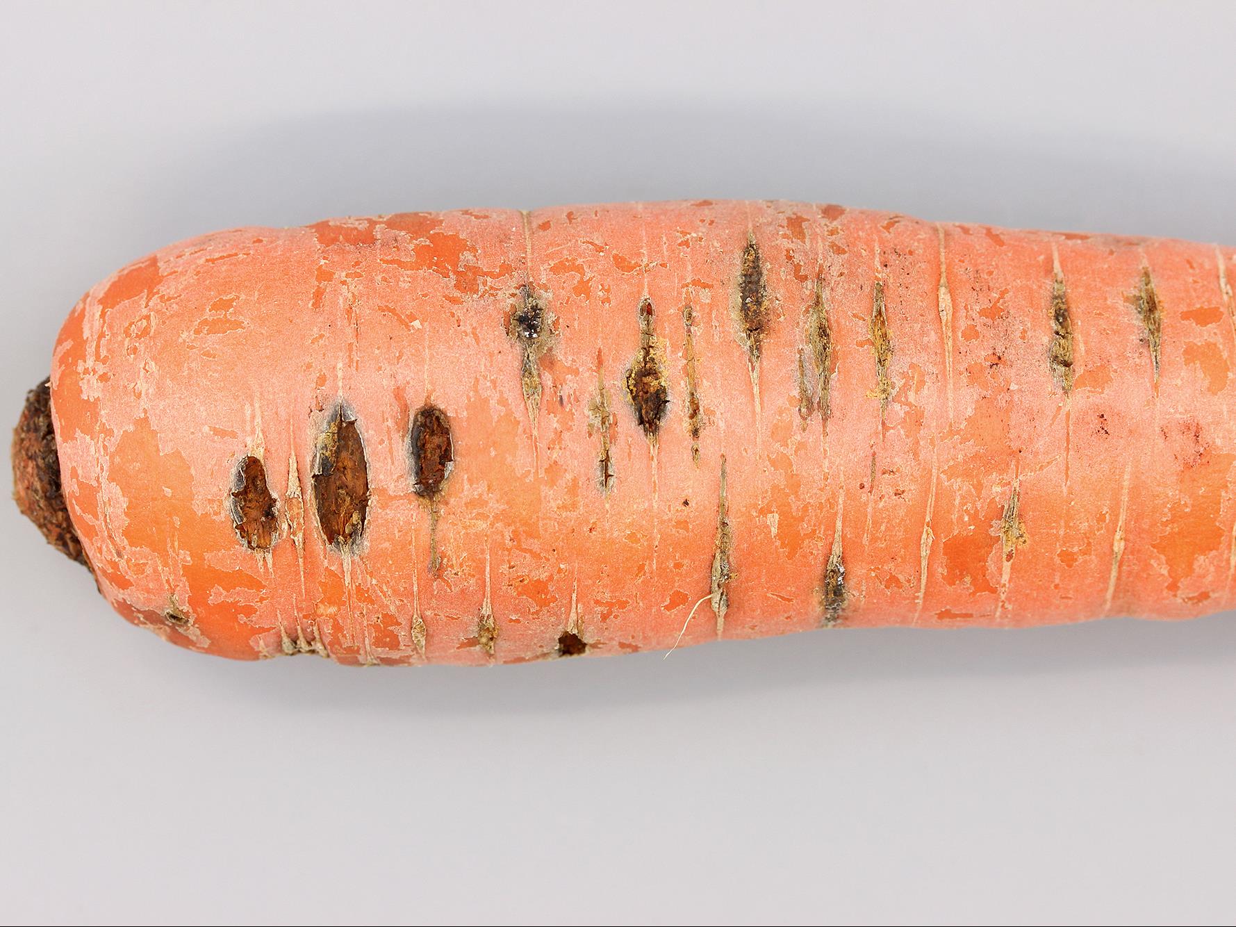 IRIIS phytoprotection - Fiche technique, Maladie Pourriture sèche ...