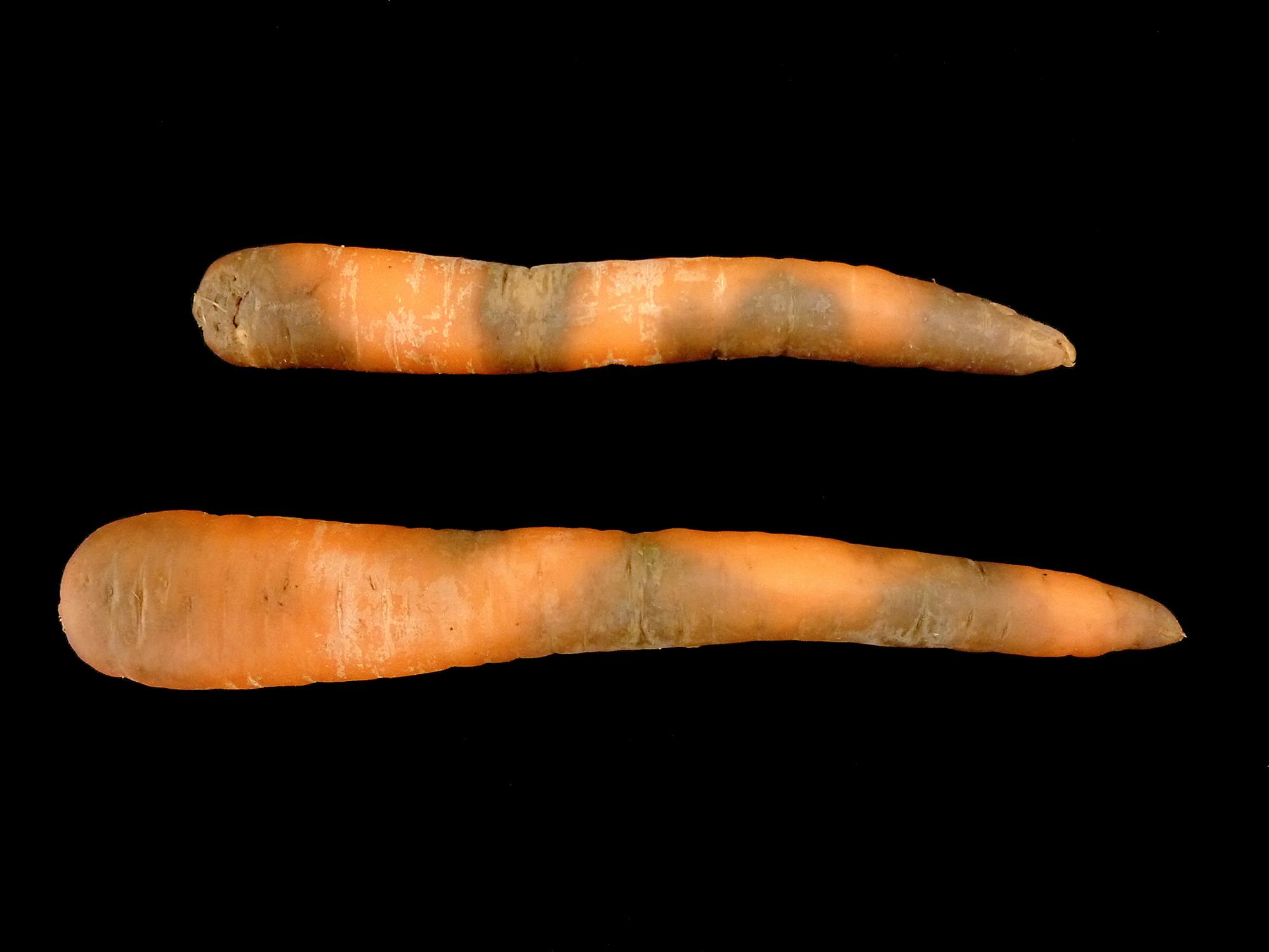 IRIIS phytoprotection - Fiche technique, Maladie Pourriture des racines ...