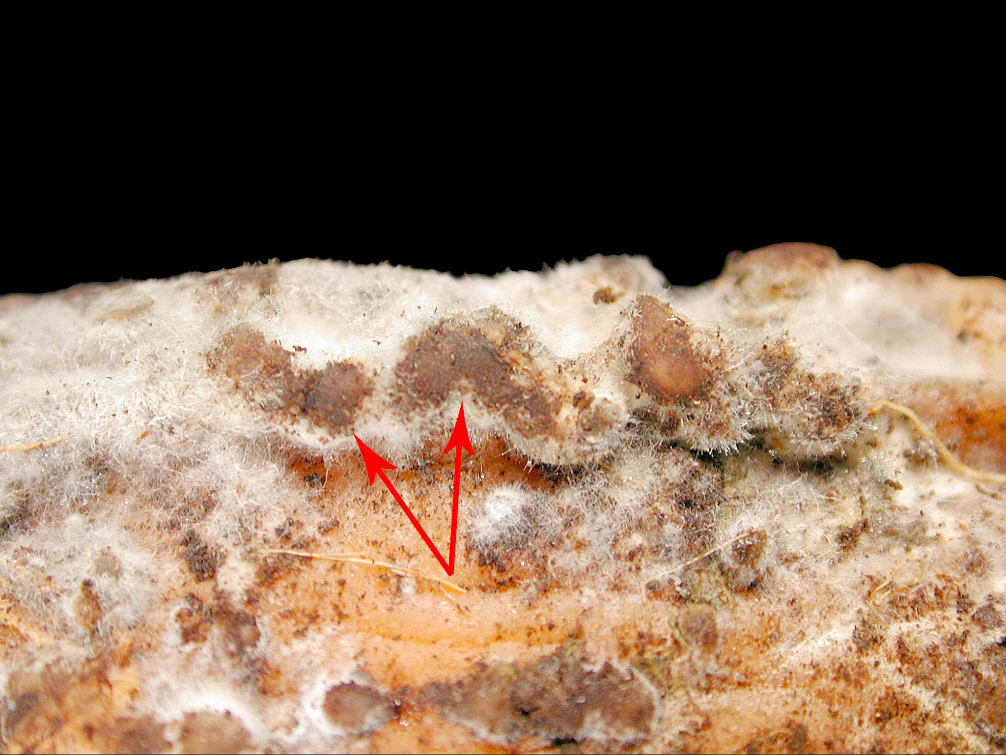 IRIIS phytoprotection - Fiche technique, Maladie Moisissure grise (syn ...