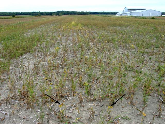 IRIIS phytoprotection - Fiche technique, Sol compact - Soya