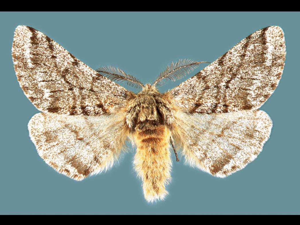 IRIIS phytoprotection - Fiche technique, Arpenteuse piquée jaune