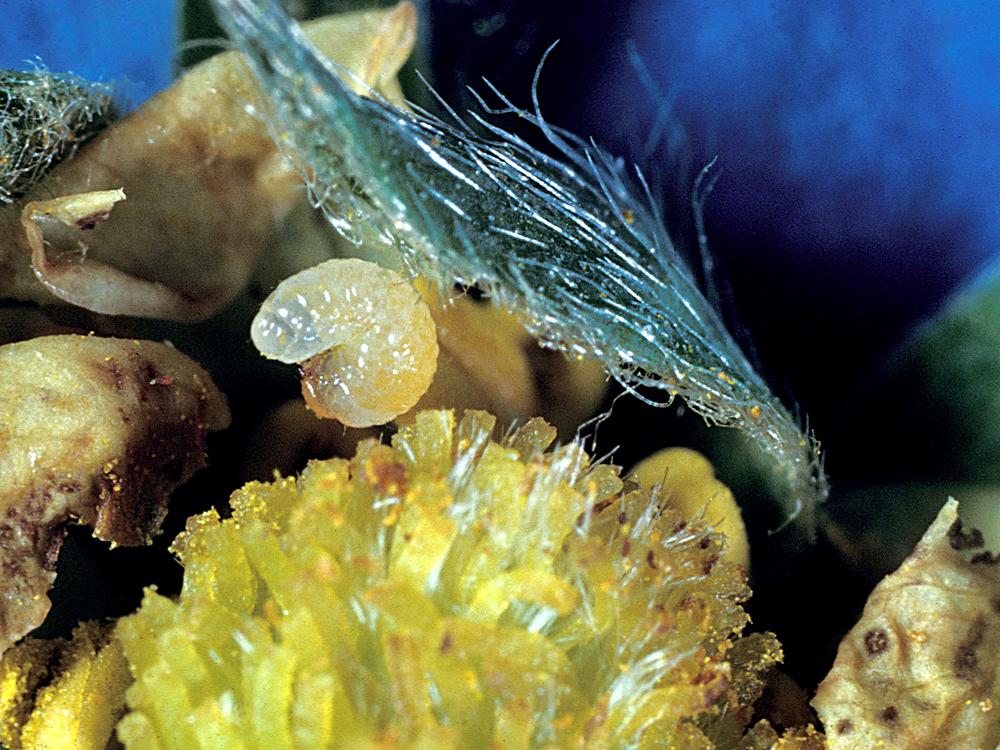 IRIIS phytoprotection - Fiche technique, Anthonome de la fleur du fraisier