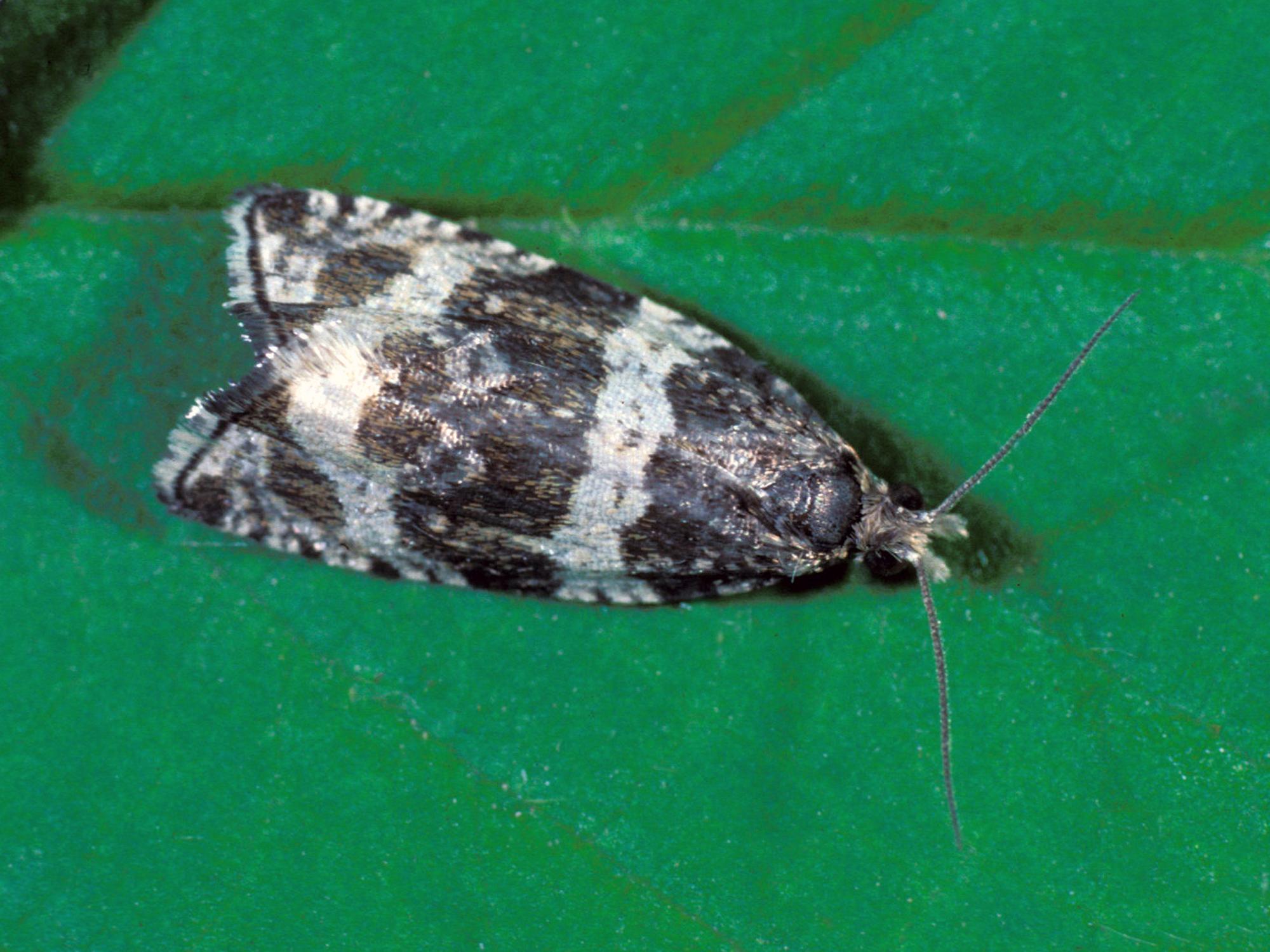 IRIIS phytoprotection - Fiche technique, Orthotaenia undulana - (Denis ...