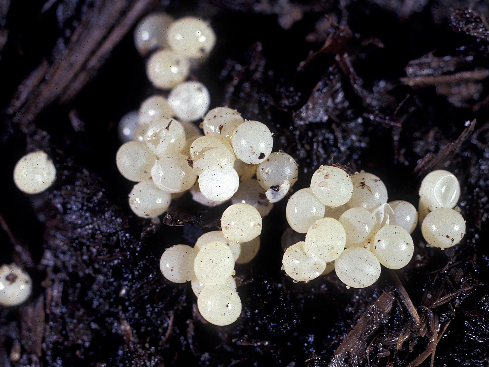 IRIIS phytoprotection - Fiche technique, Limaces