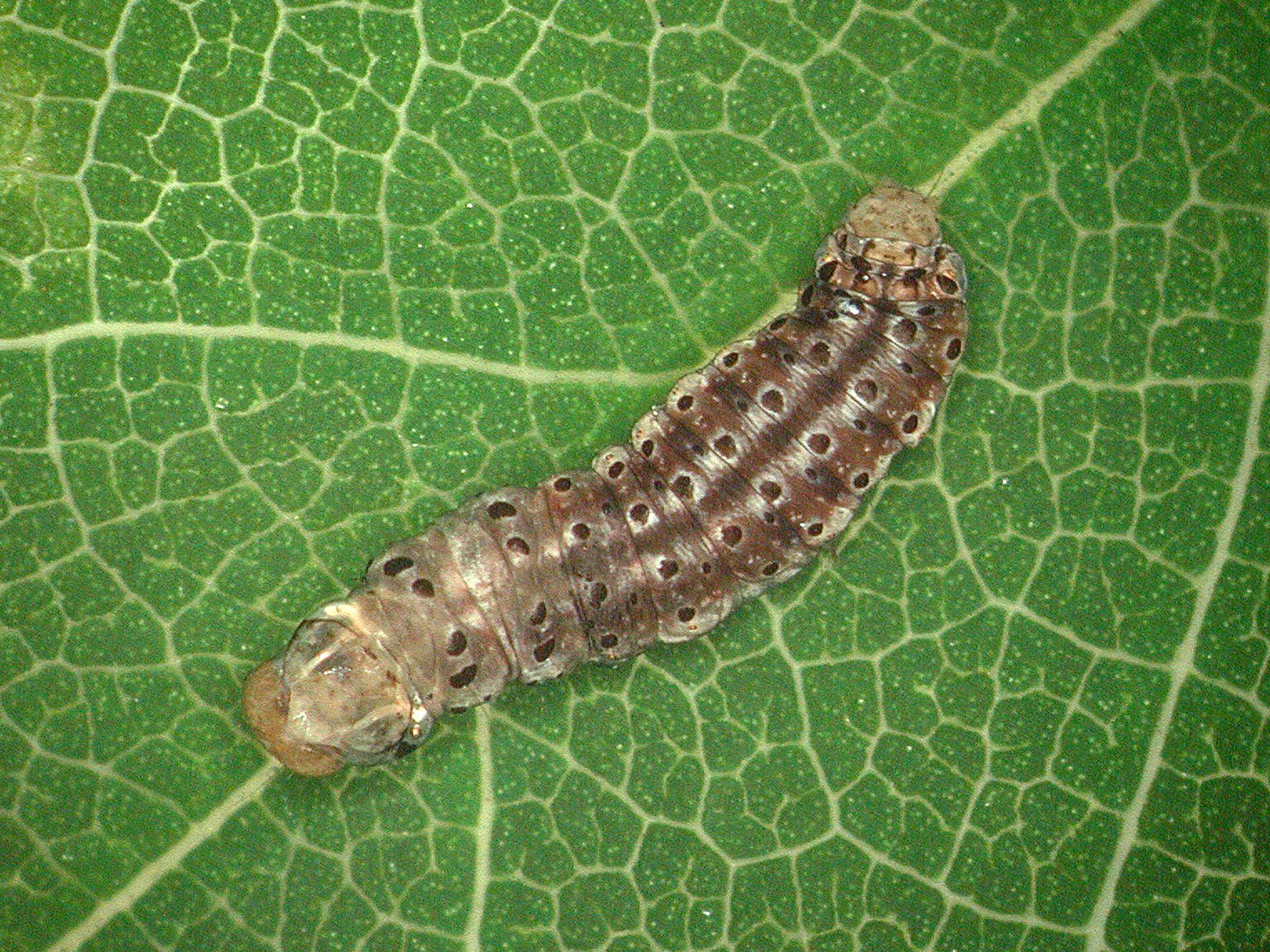 IRIIS phytoprotection - Fiche technique, Tisseuse des jardins