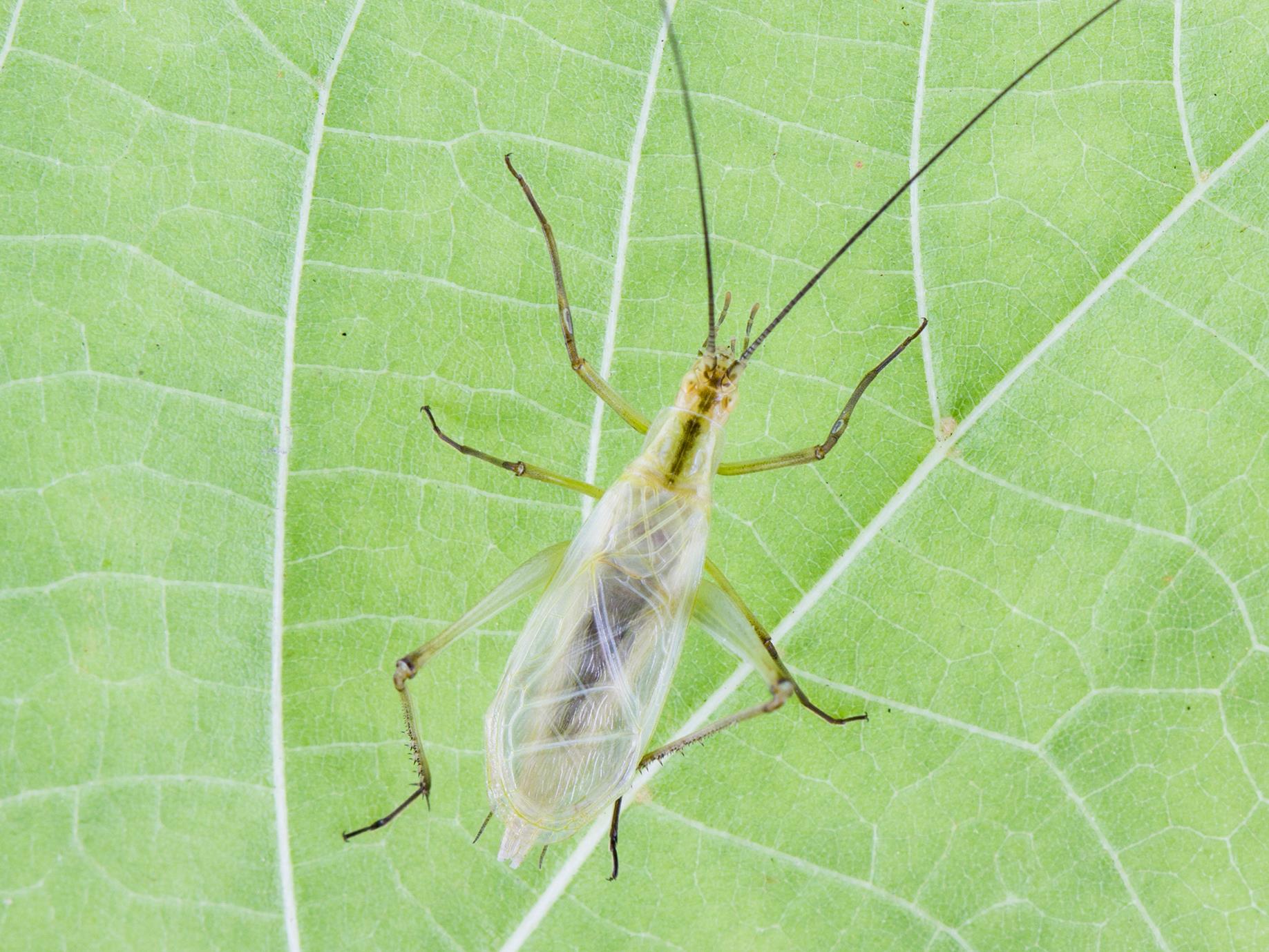 IRIIS phytoprotection - Fiche technique, Oecanthus sp.