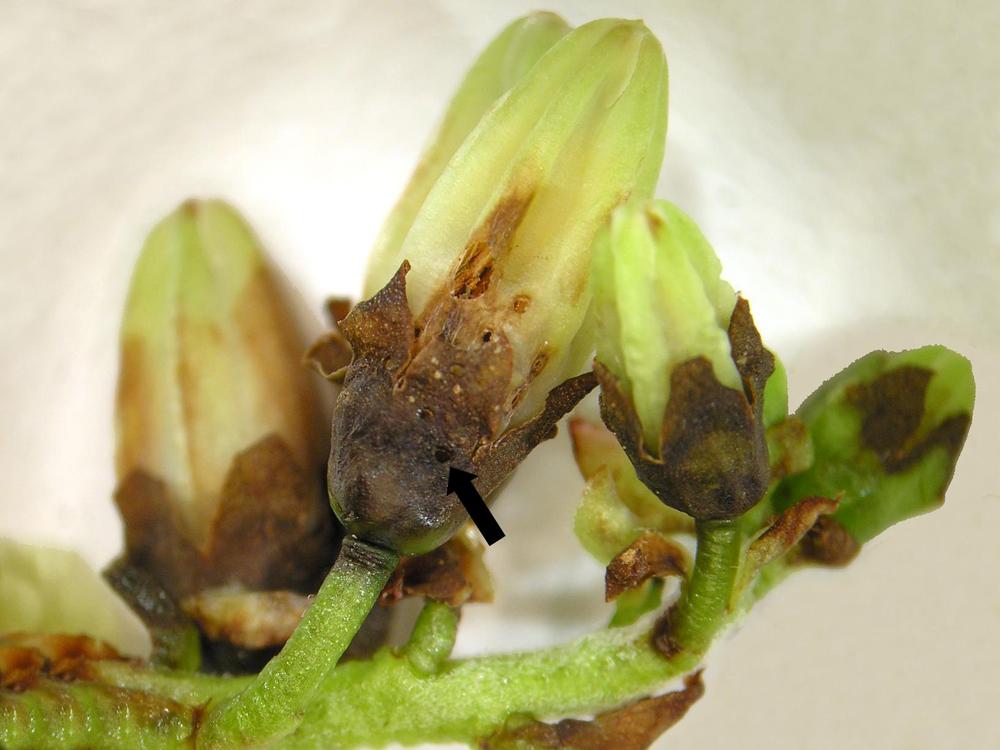 IRIIS phytoprotection - Fiche technique, Anthonome de l'atoca - Bleuet ...