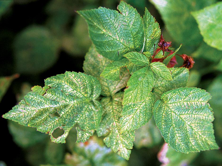 IRIIS phytoprotection - Fiche technique, Tétranyque de McDaniel - Framboise