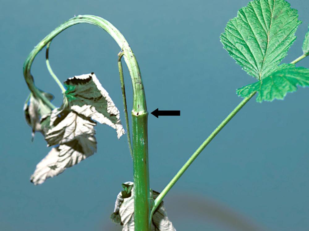 IRIIS phytoprotection - Fiche technique, Mouche du framboisier - Framboise
