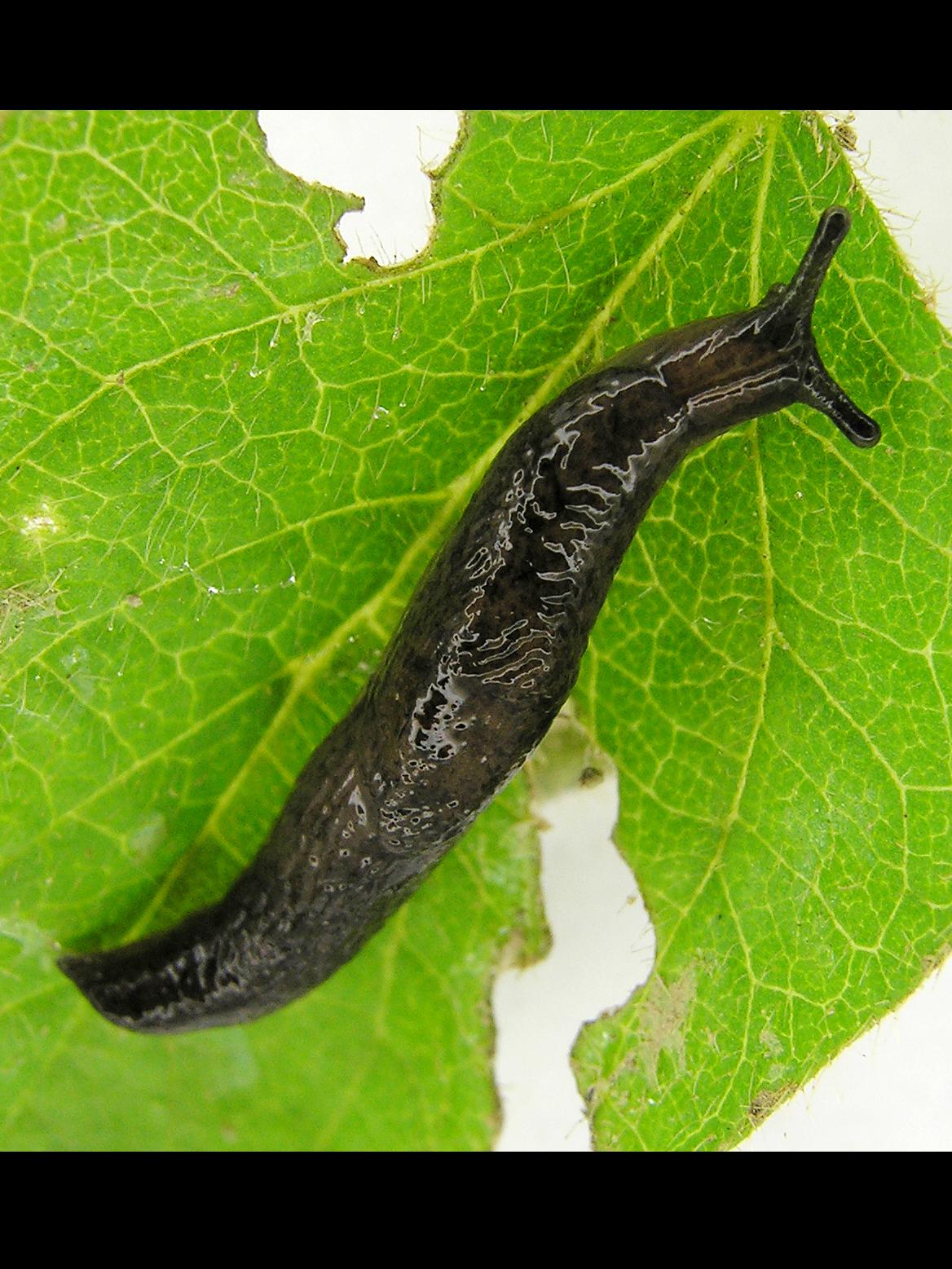 IRIIS phytoprotection - Fiche technique, Limaces