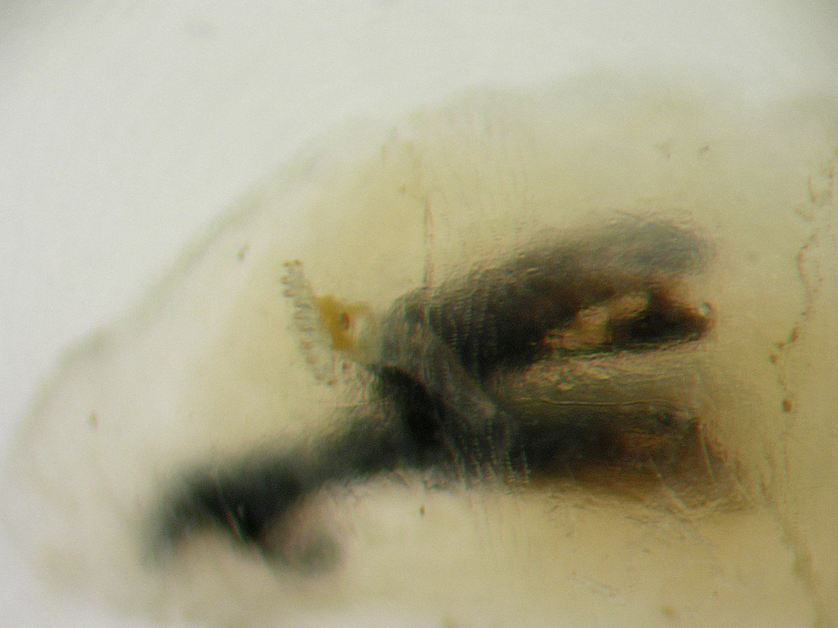 IRIIS phytoprotection - Fiche technique, Mouche du framboisier