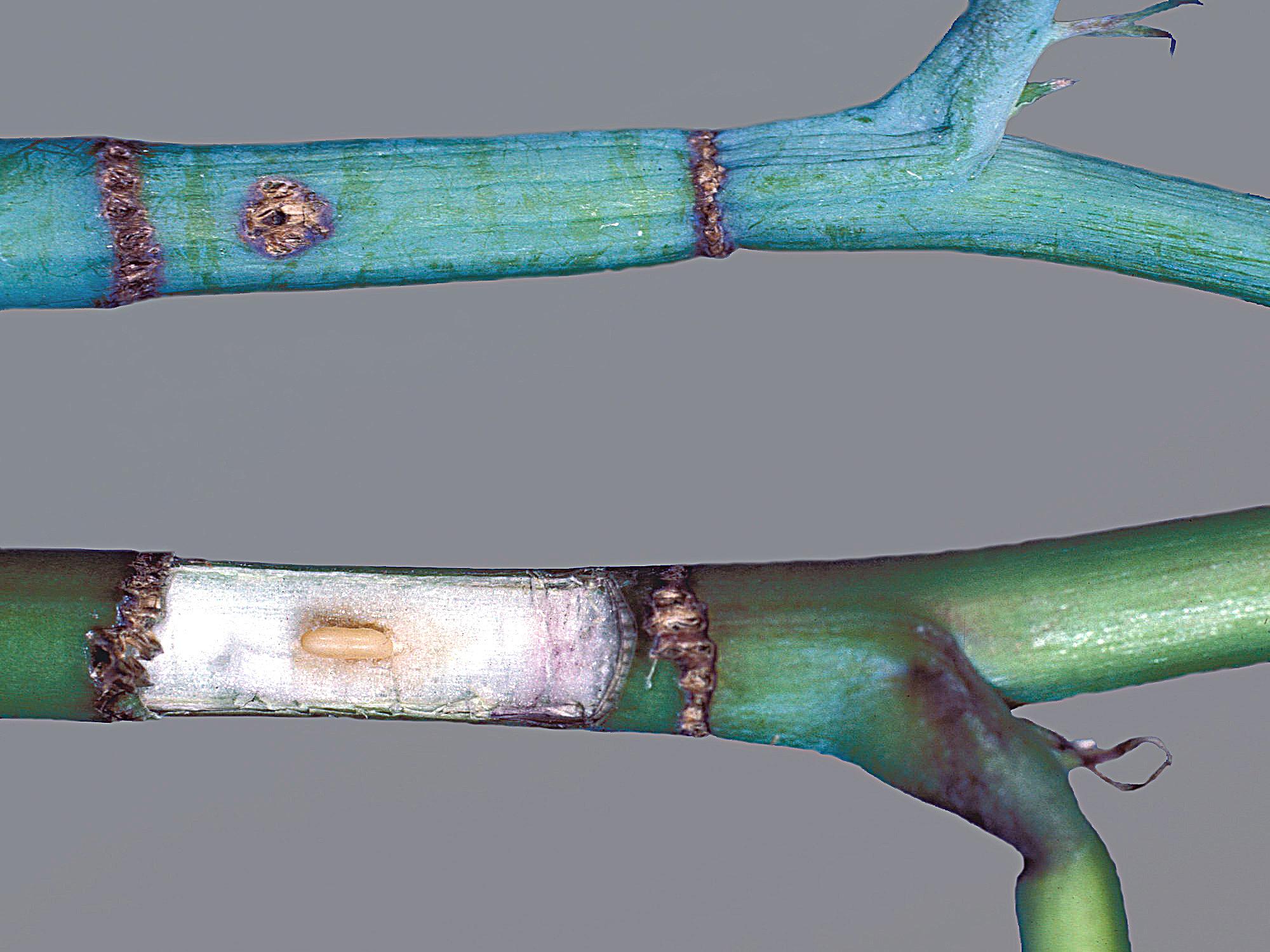 IRIIS phytoprotection - Fiche technique, Anneleur du framboisier