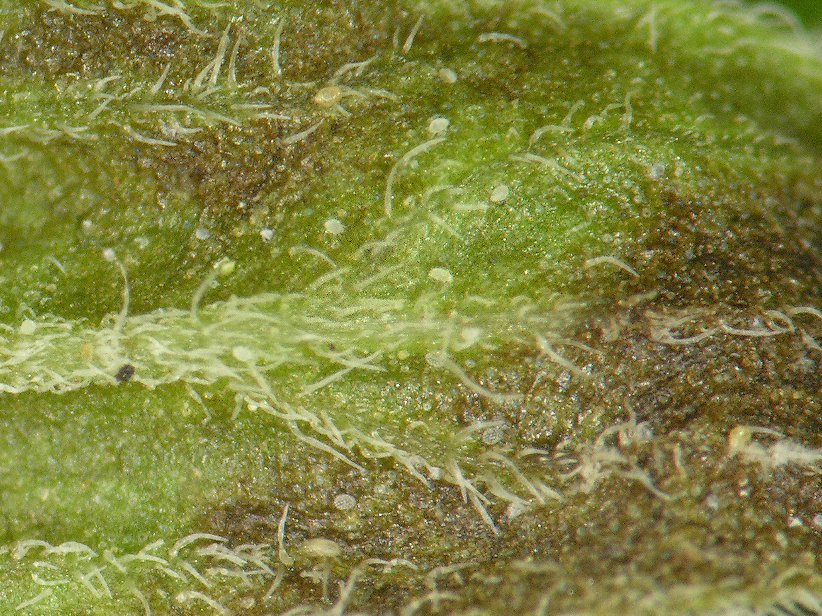 IRIIS phytoprotection - Fiche technique, Tarsonème des serres