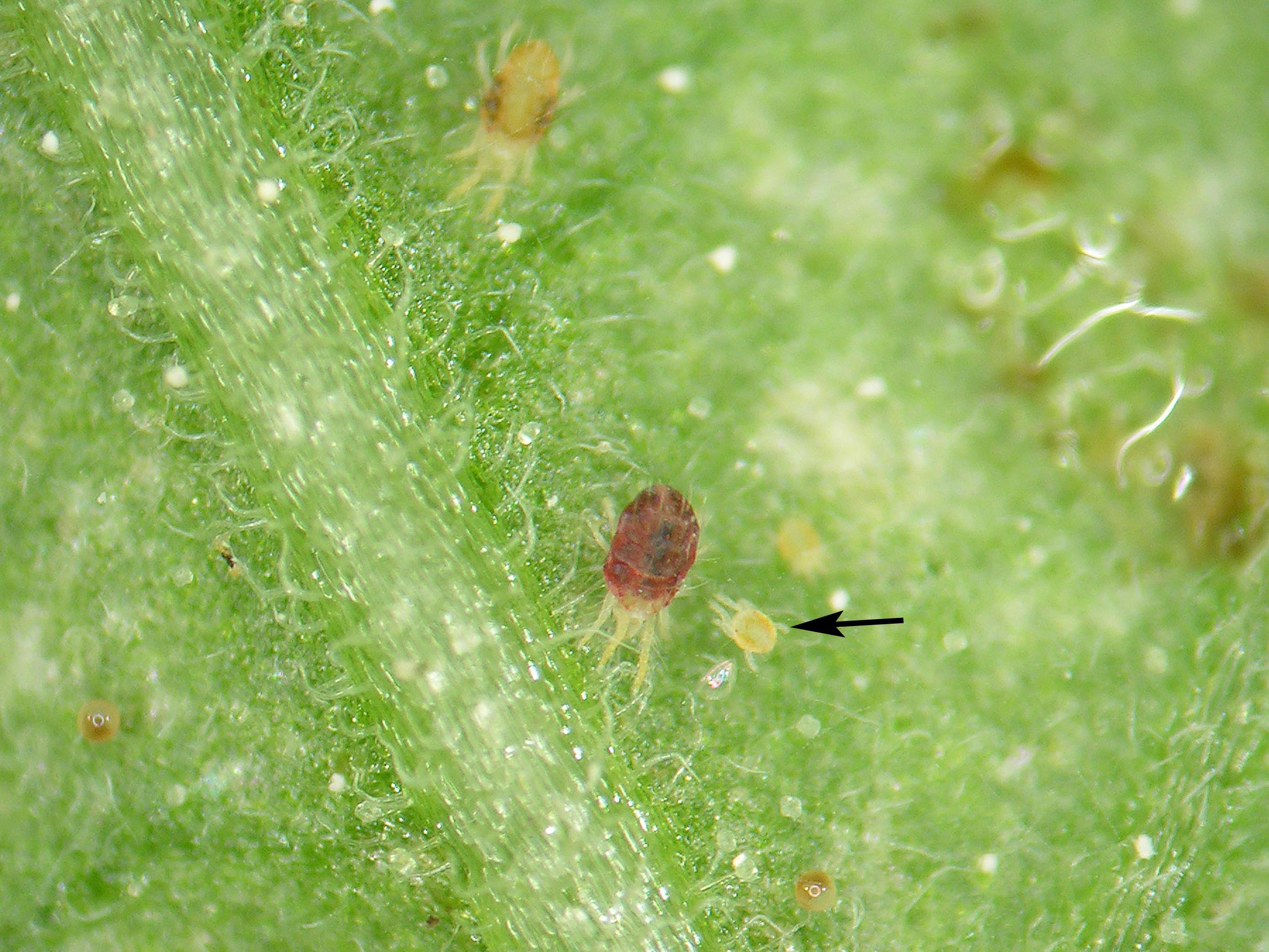 IRIIS phytoprotection - Fiche technique, Tetranychus cinnabarinus ...