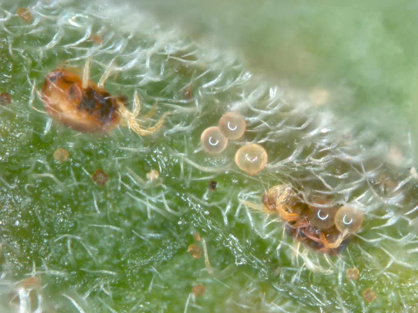 IRIIS phytoprotection - Fiche technique, Tetranychus cinnabarinus ...