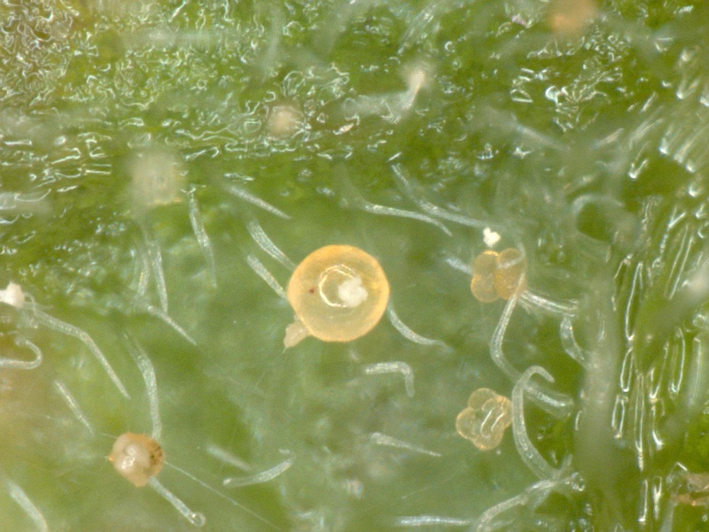 IRIIS phytoprotection - Fiche technique, Tetranychus cinnabarinus ...