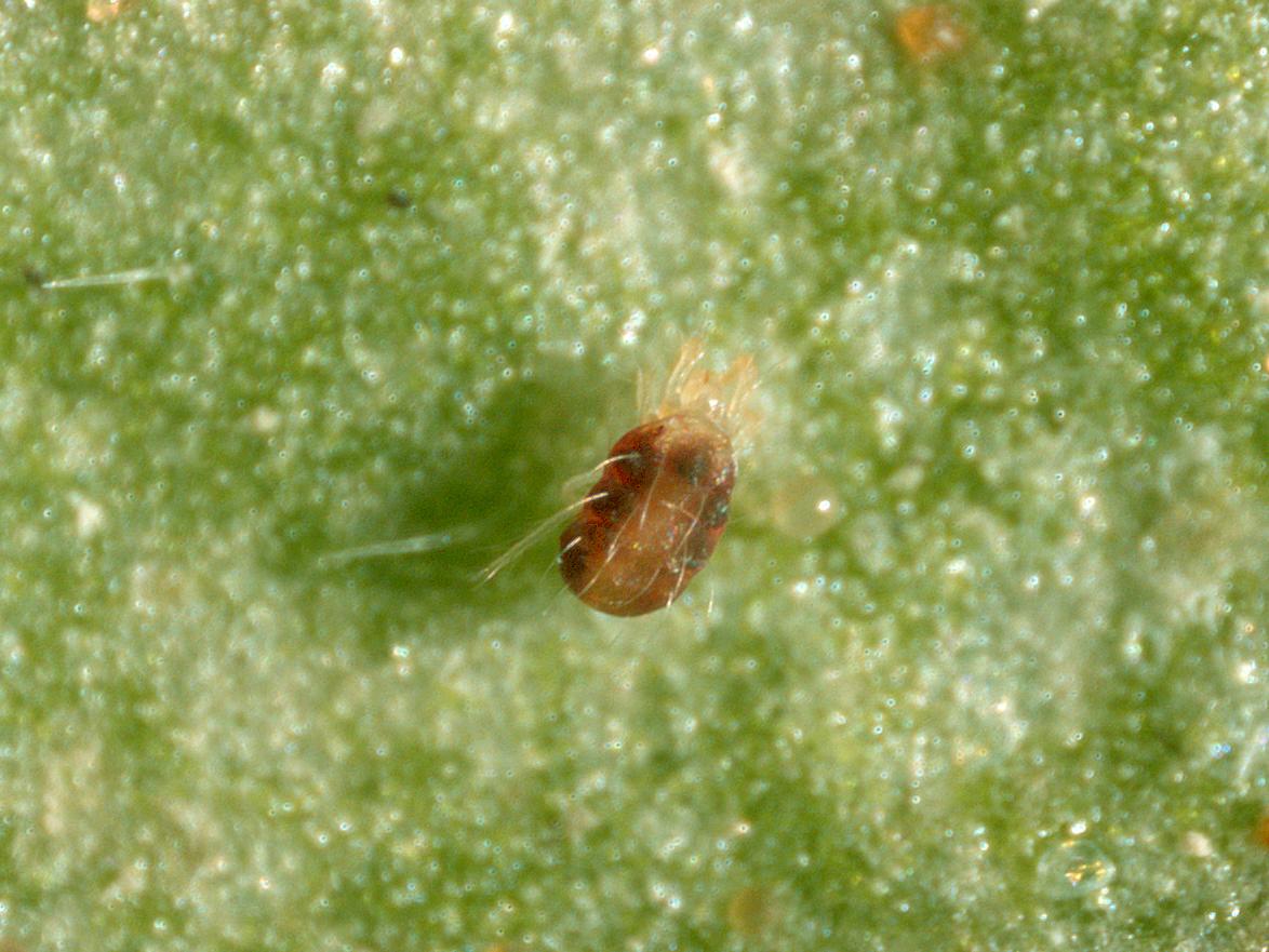 IRIIS phytoprotection - Fiche technique, Tetranychus cinnabarinus ...