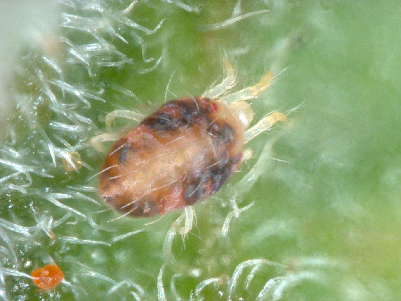 IRIIS phytoprotection - Fiche technique, Tetranychus cinnabarinus ...