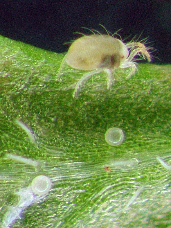 IRIIS phytoprotection - Fiche technique, Tétranyque à deux points